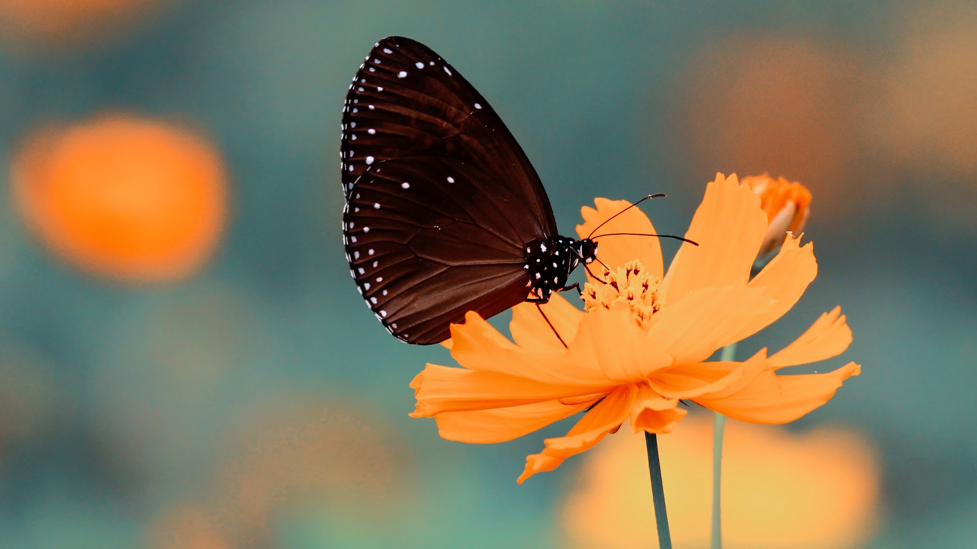 Butterfly on Flower
