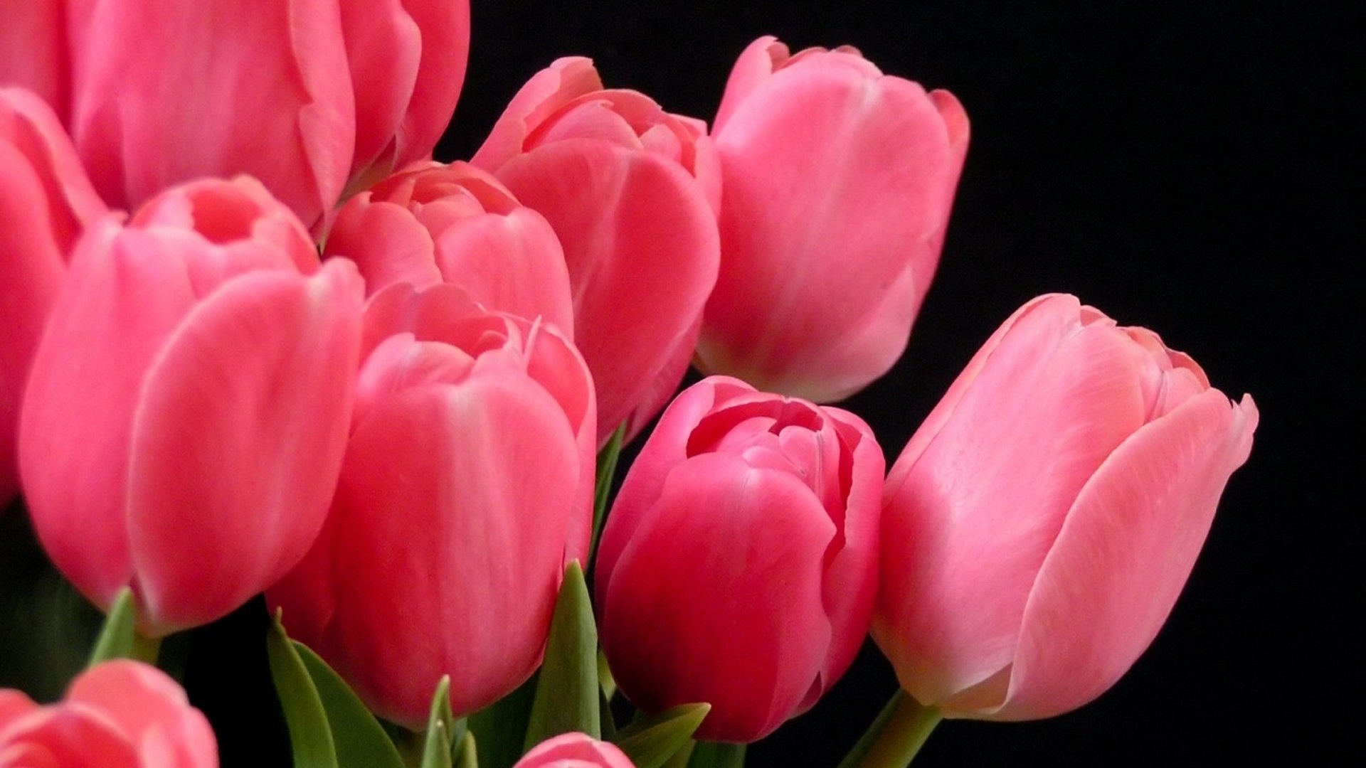 Download Pink Flower Close-up Nature Tulip HD Wallpaper