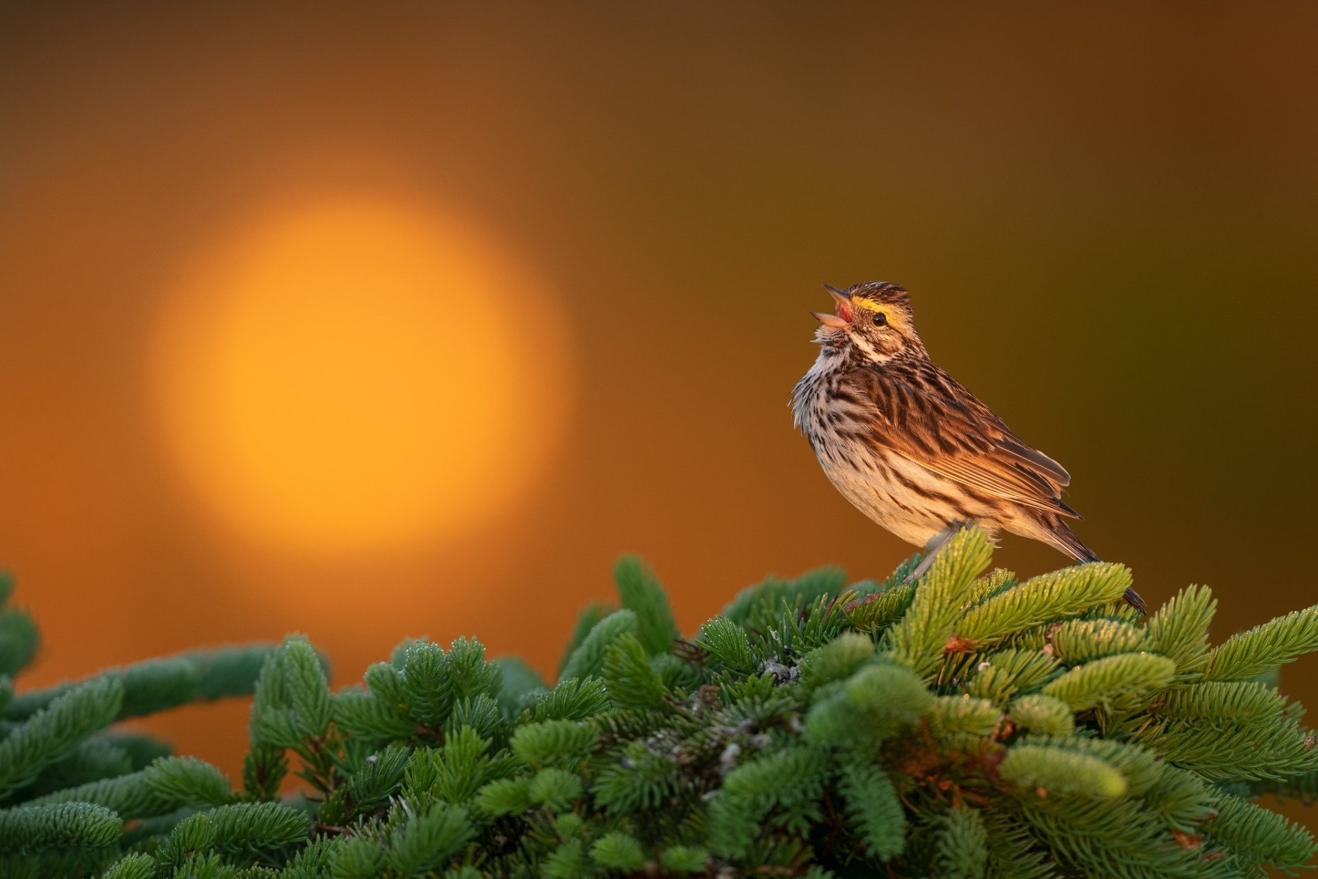 Download Bird Animal Sparrow HD Wallpaper | 2048x1366 | Wallpaper Abyss