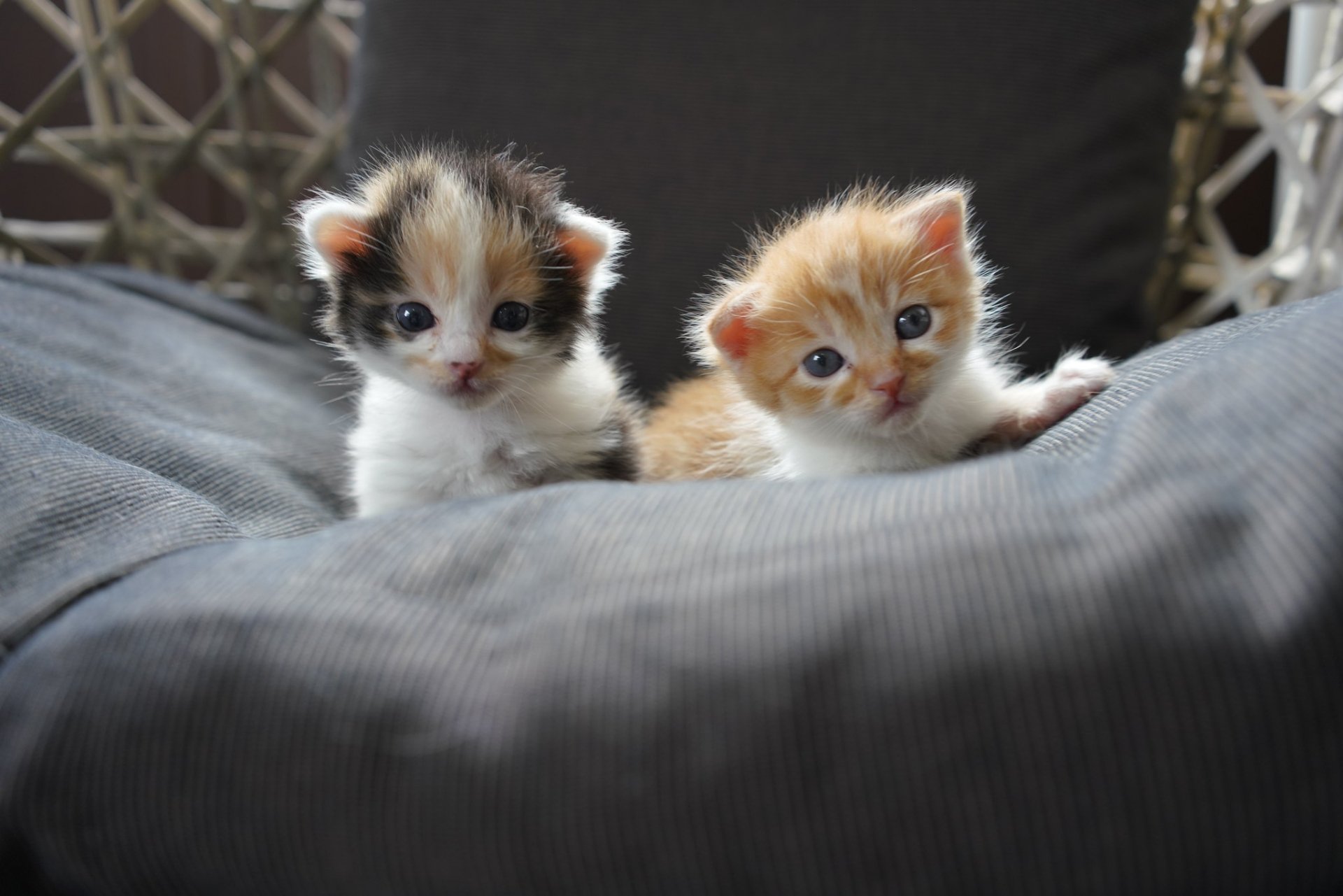 Adorable HD Kitten Duo: Baby Cats in Crisp Detail | 2048x1366 ...
