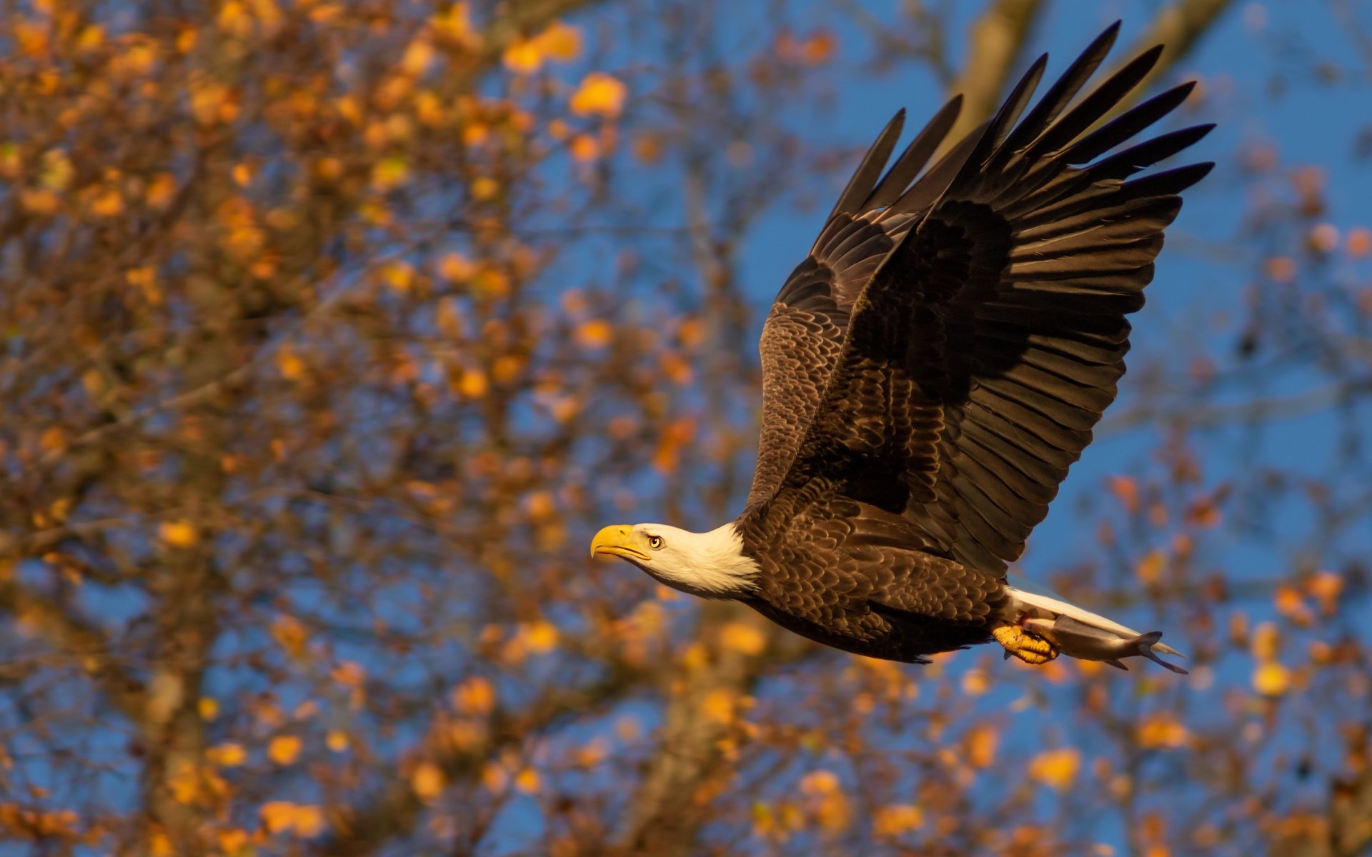 Download Bird Bird Of Prey Animal Bald Eagle 4k Ultra HD Wallpaper