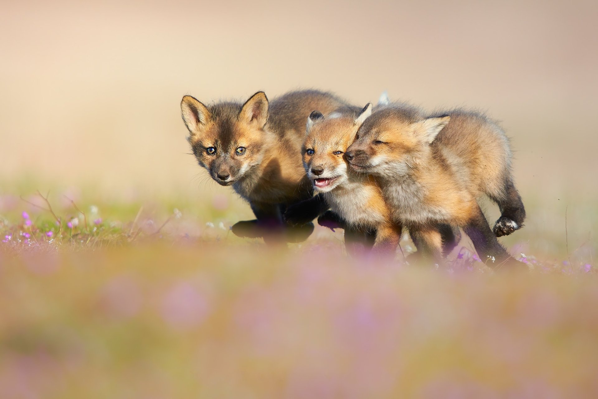 Download Cub Baby Animal Animal Fox HD Wallpaper