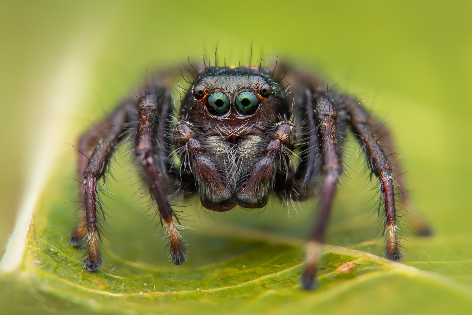 Download Macro Spider Animal HD Wallpaper