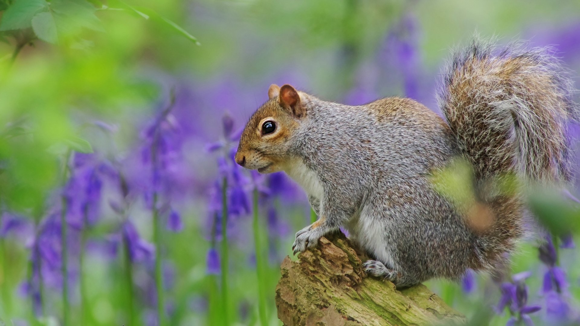 Squirrel HD Wallpaper
