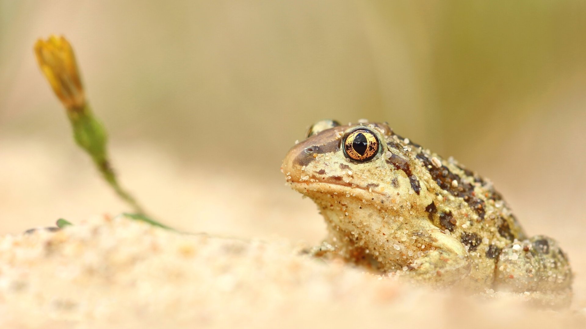 Download Amphibian Animal Toad HD Wallpaper