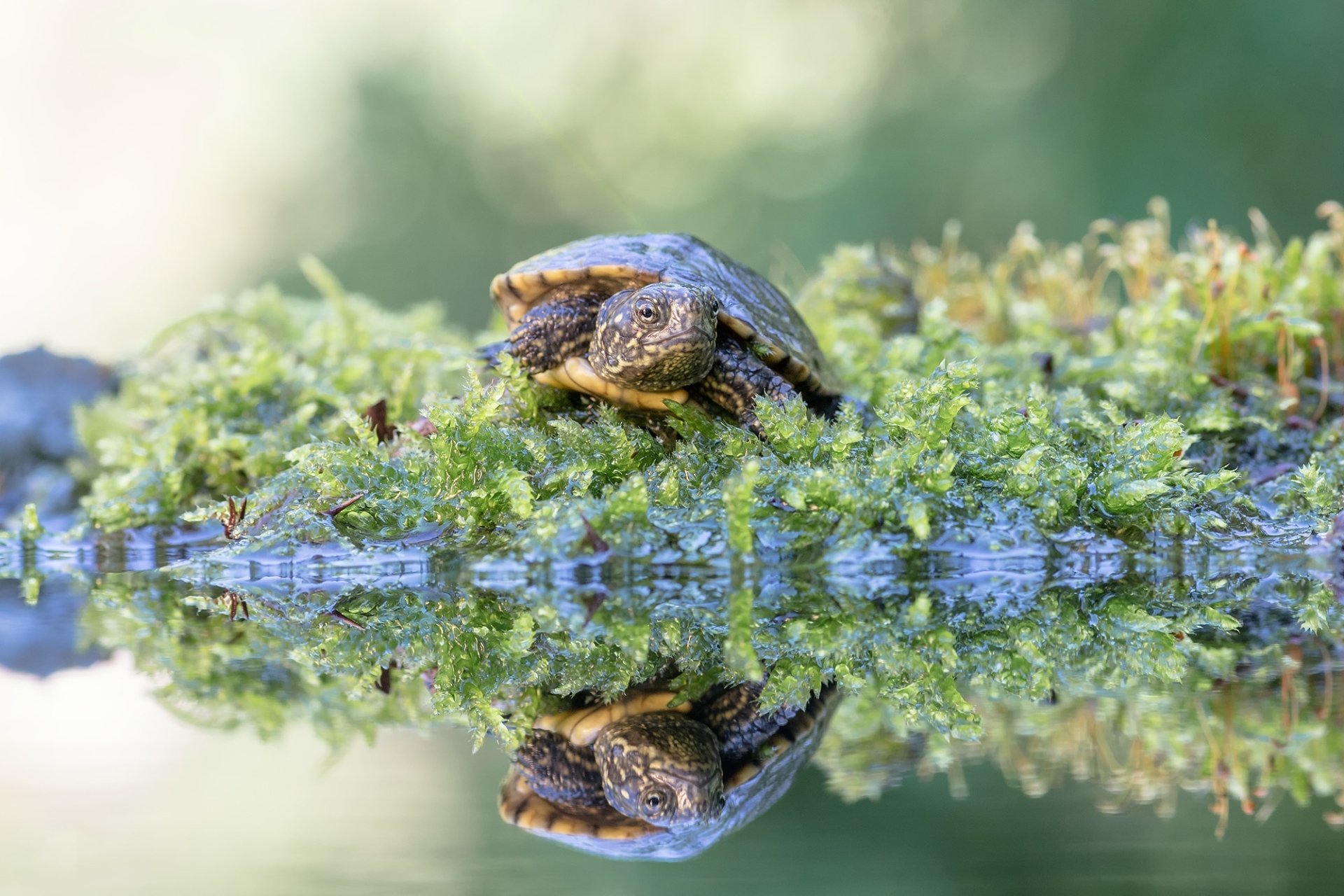 Download Moss Reflection Animal Turtle HD Wallpaper