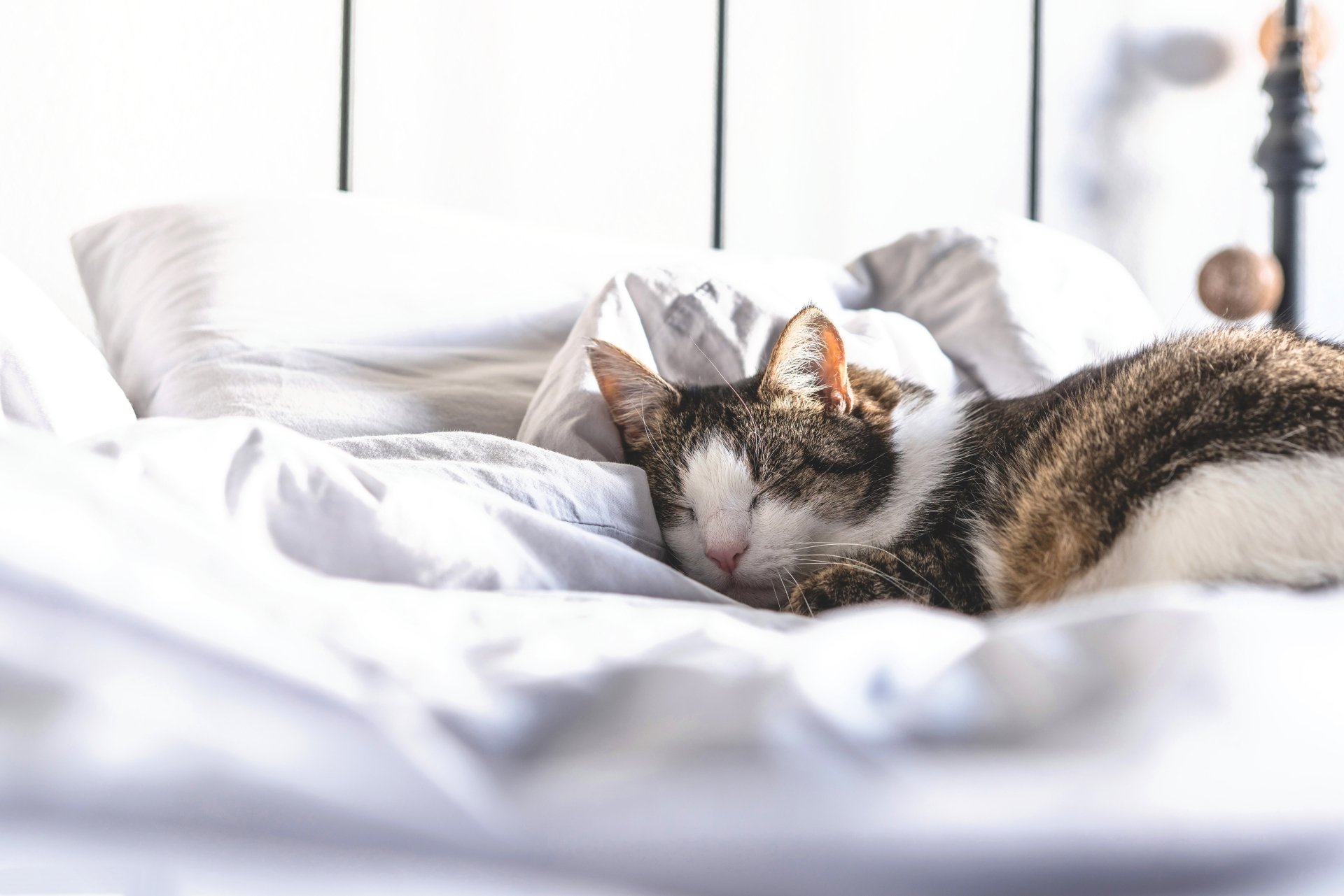 Download Sleeping Animal Cat 4k Ultra HD Wallpaper | 6144x4098 ...
