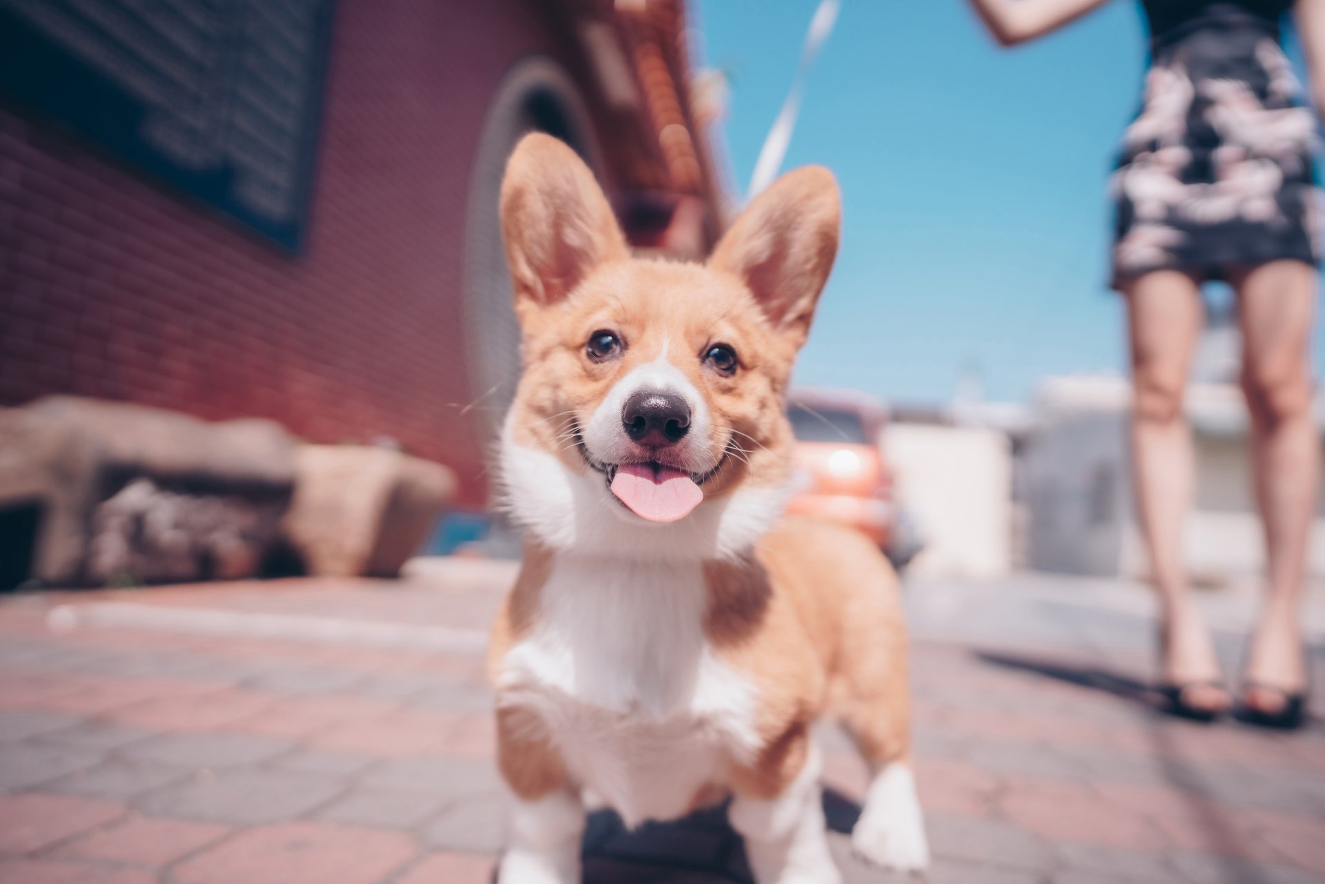 Download Depth Of Field Dog Animal Corgi 4k Ultra HD Wallpaper