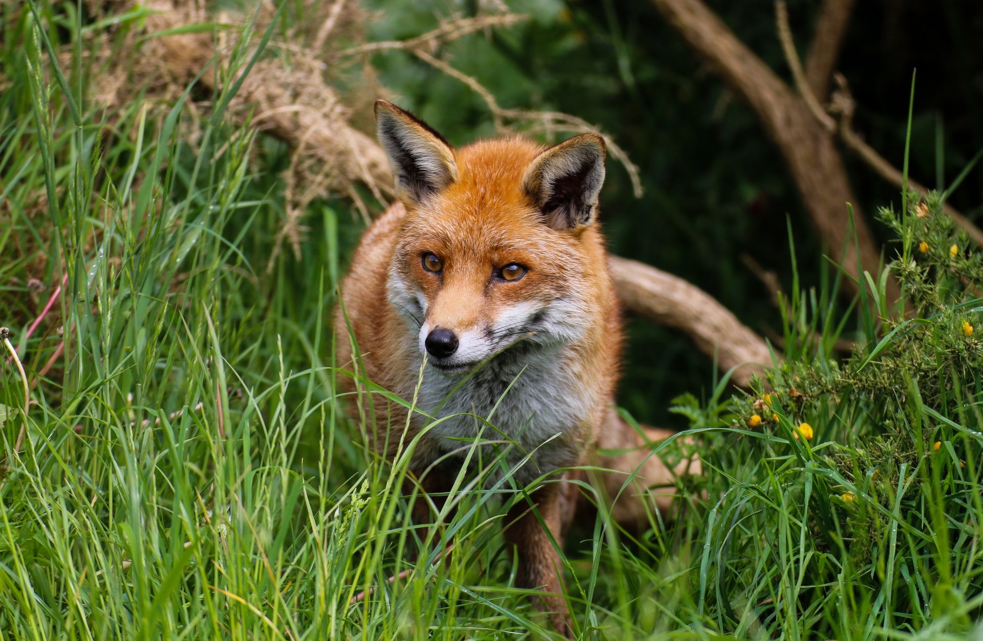 Download Animal Fox 4k Ultra HD Wallpaper | 5131x3348 | Wallpaper Abyss