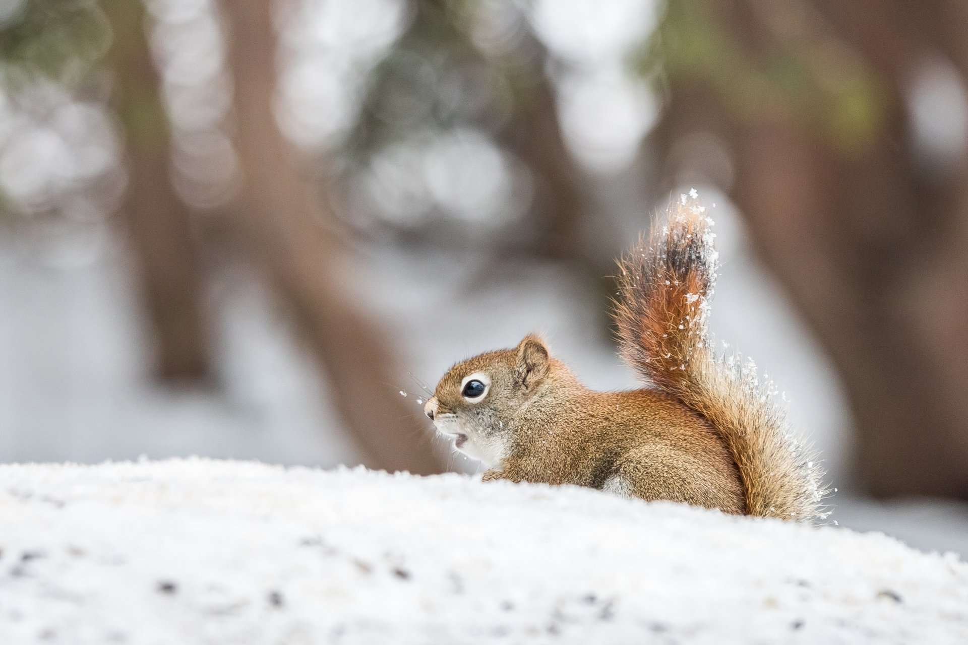 Snowbound Squirrel — 2K Winter Rodent Wallpaper | 2560x1707 | Wallpaper ...