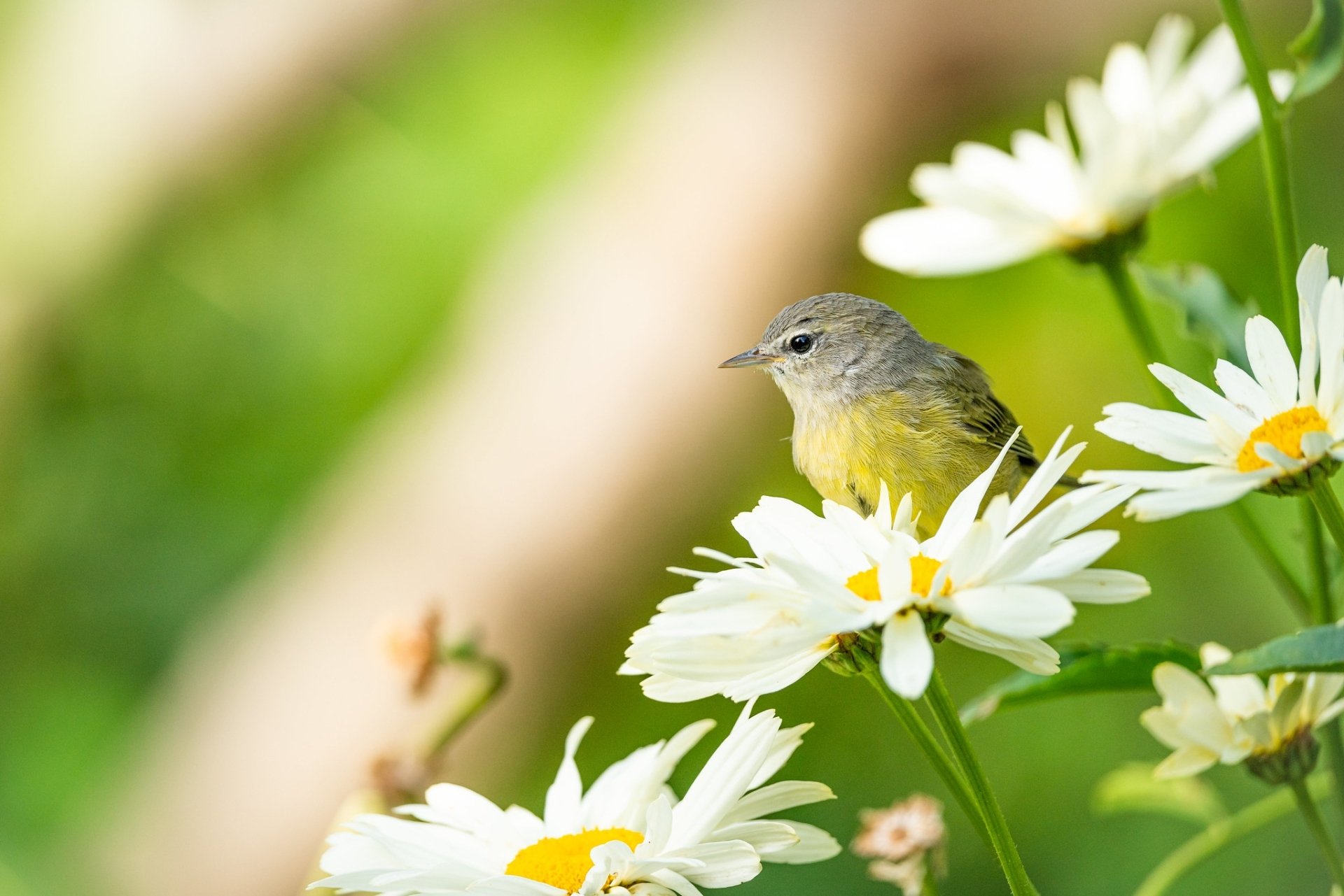 Download Chamomile Flower Animal Bird HD Wallpaper