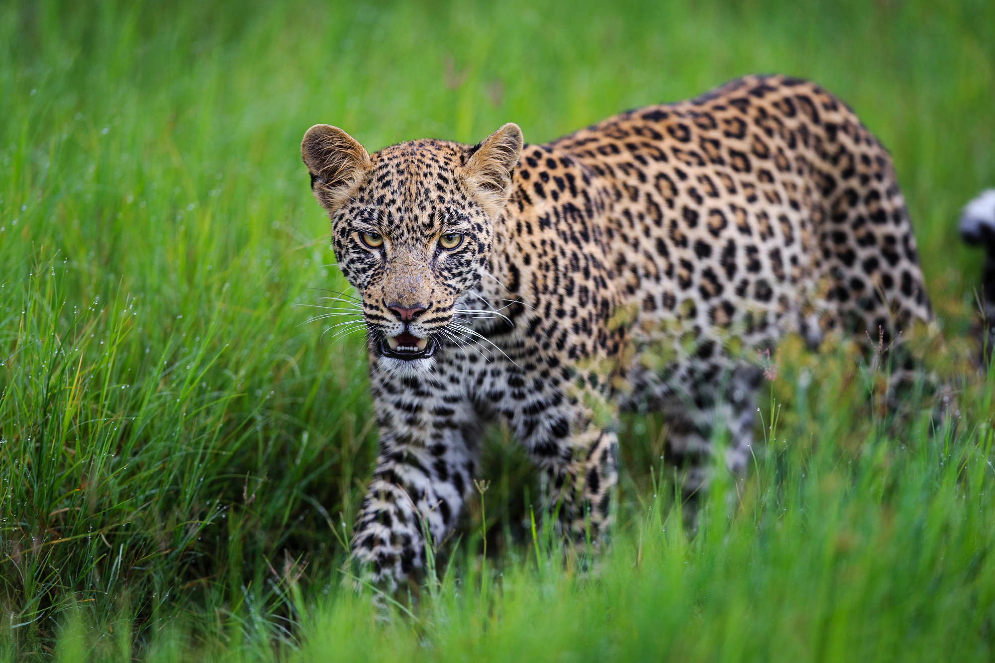 Download Animal Leopard HD Wallpaper