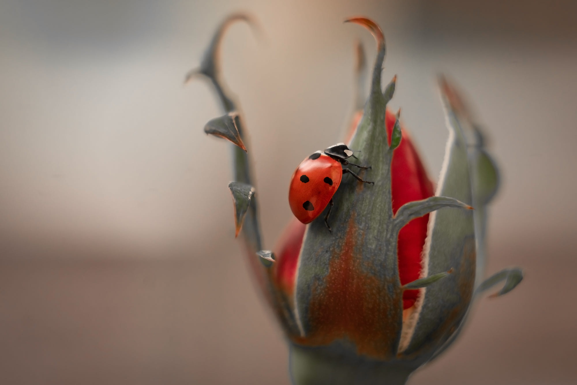 Download Insect Macro Flower Animal Ladybug HD Wallpaper