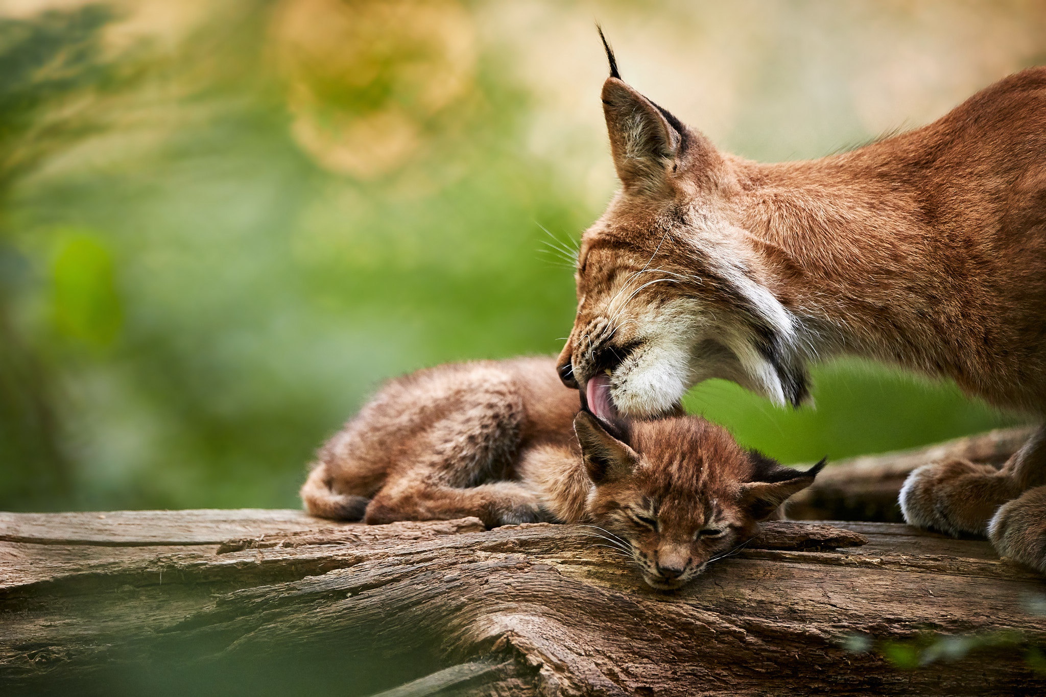 Download Baby Animal Cub Animal Lynx HD Wallpaper