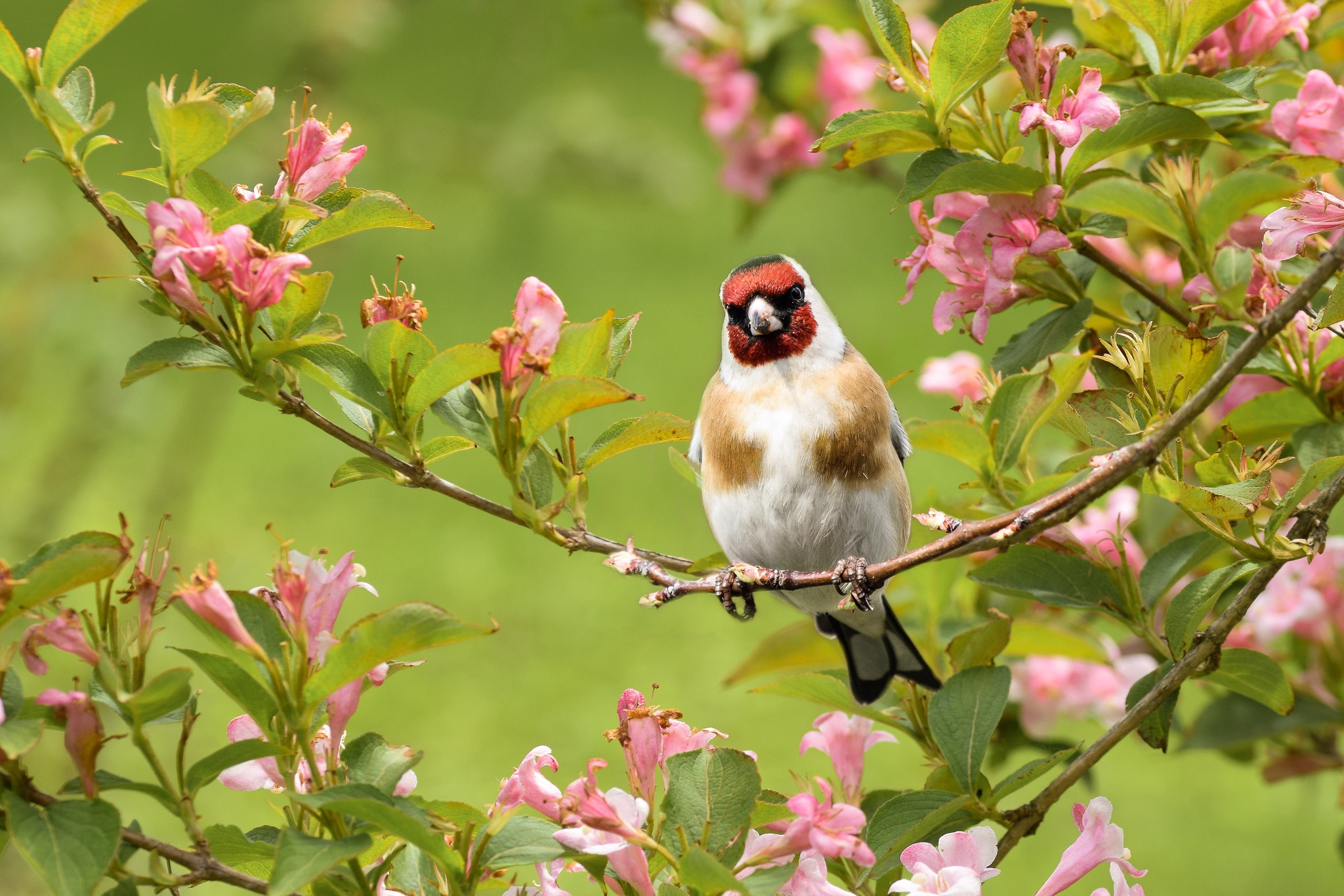 Goldfinch HD Wallpaper
