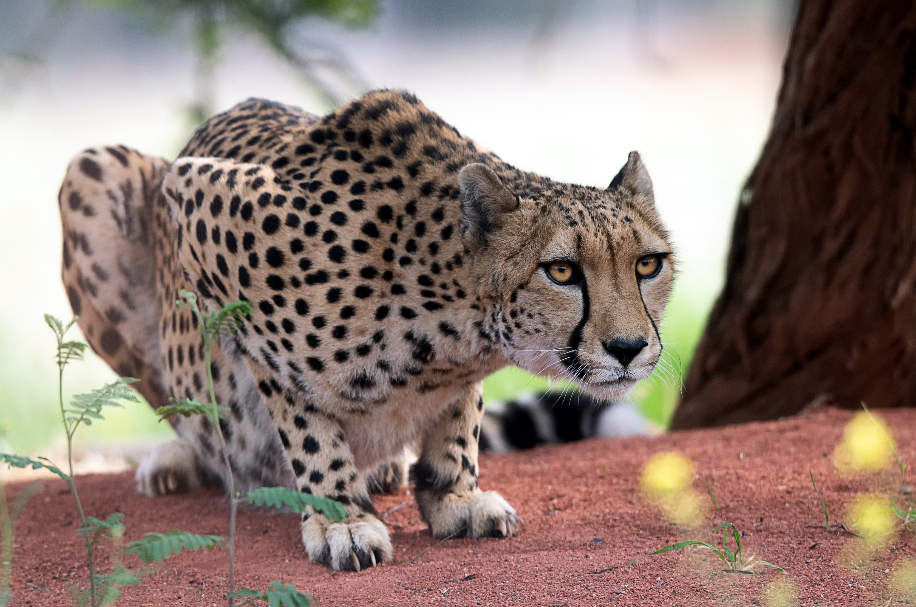 Download Animal Cheetah HD Wallpaper