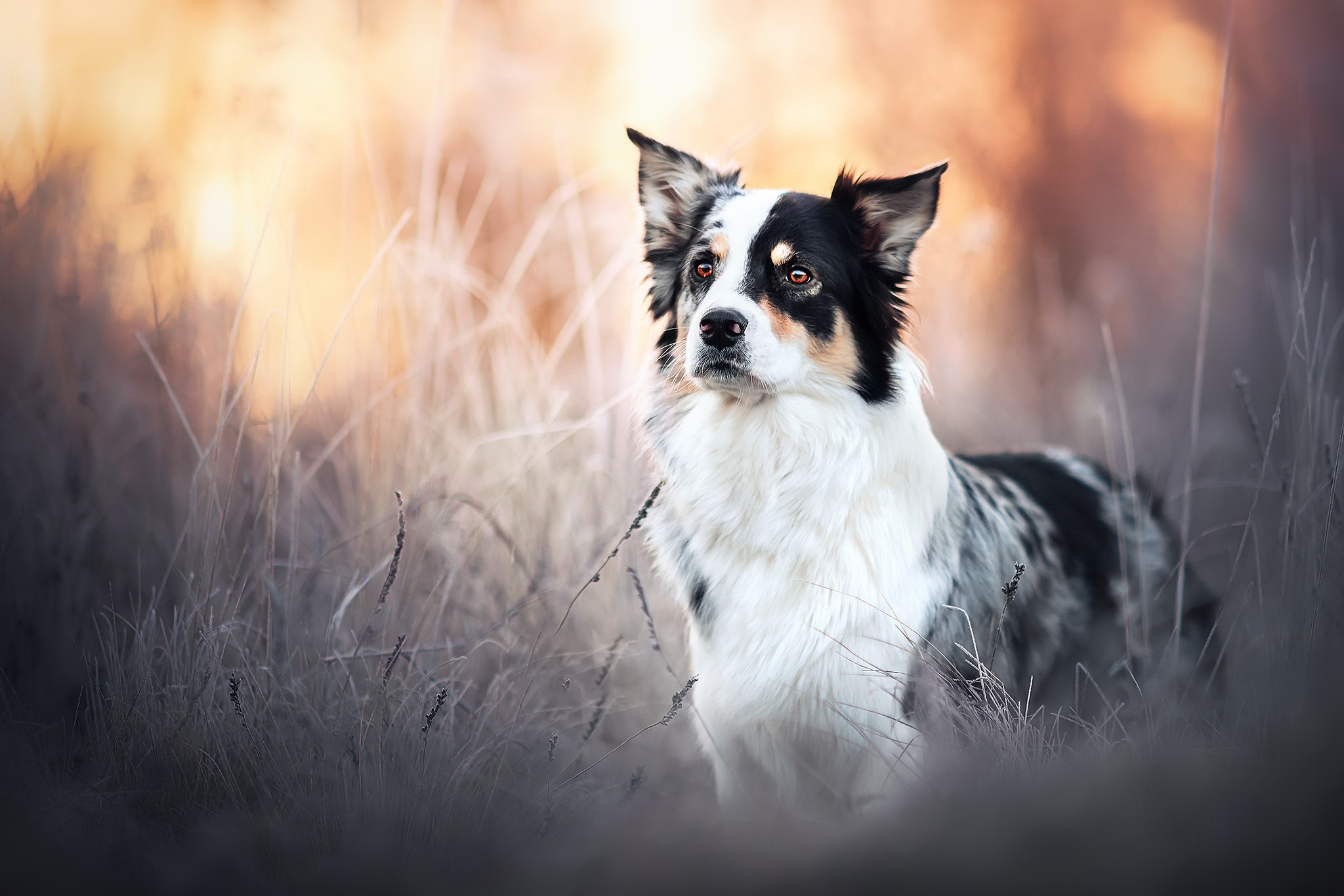 Download Dog Animal Australian Shepherd HD Wallpaper