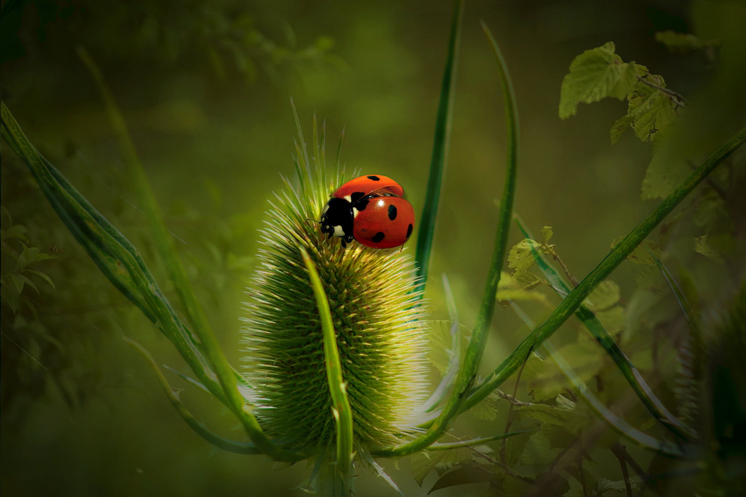 Animal Ladybug HD Wallpaper