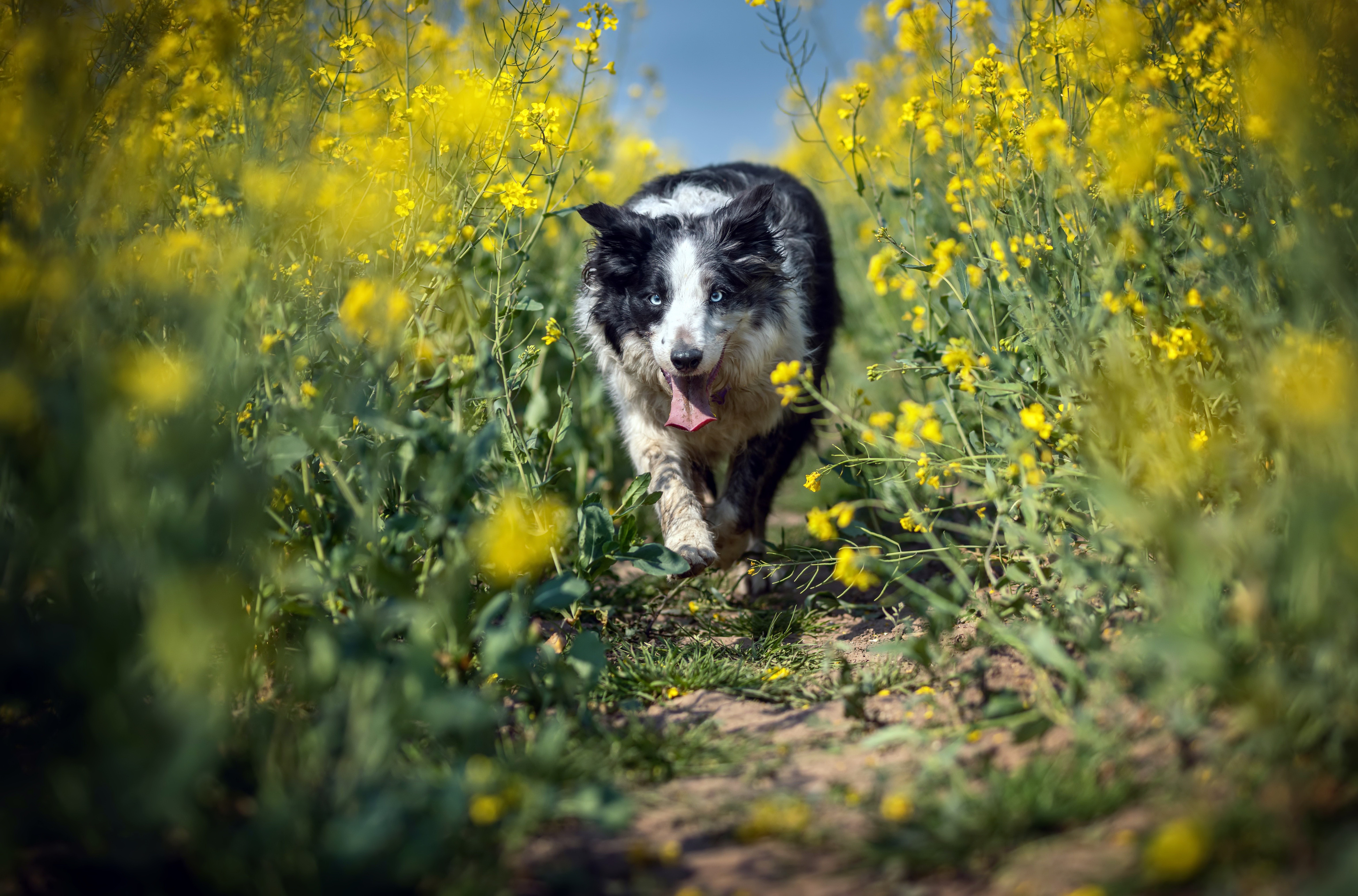 Download Dog Animal Border Collie 4k Ultra HD Wallpaper