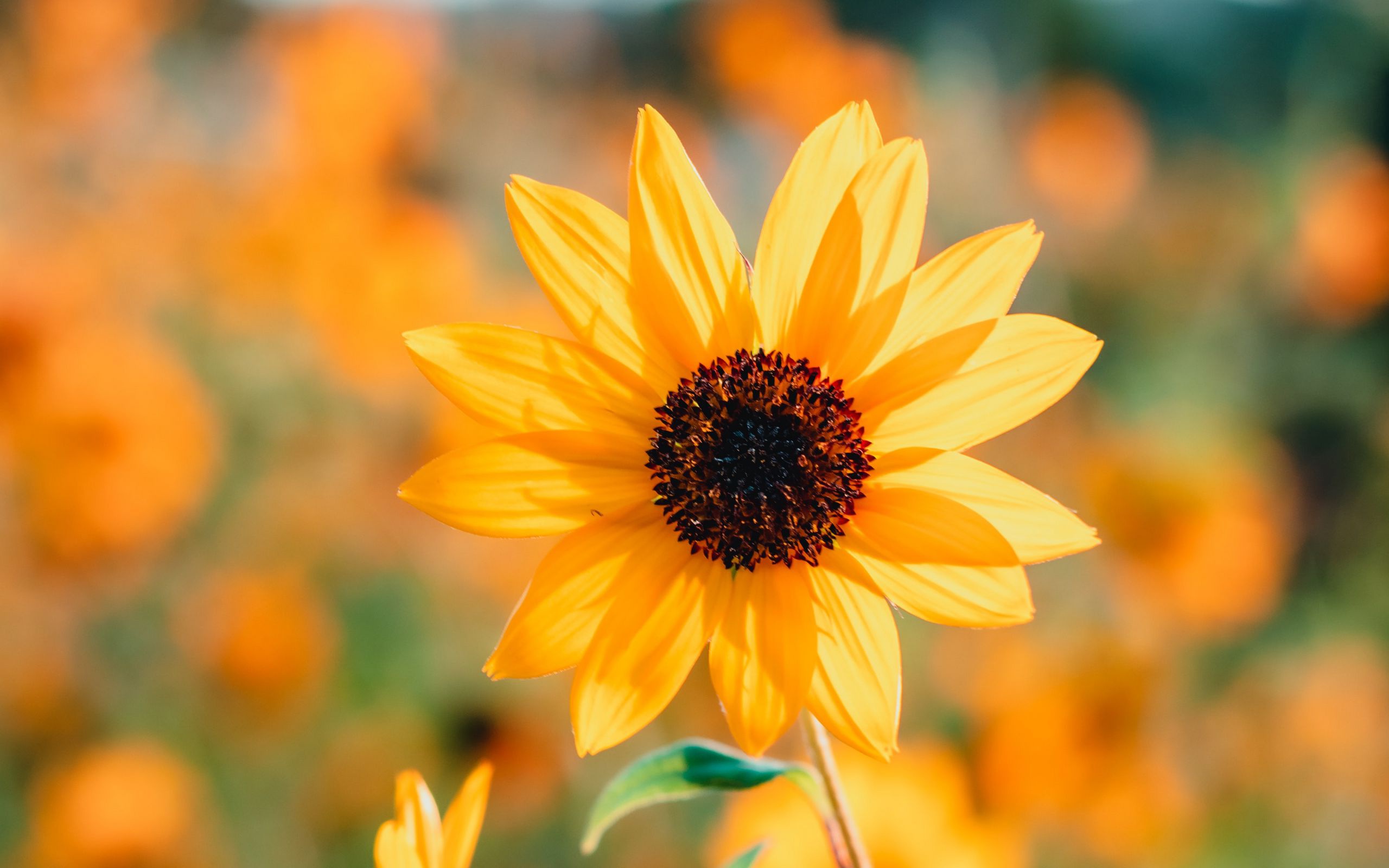 Download Yellow Flower Macro Nature Flower HD Wallpaper