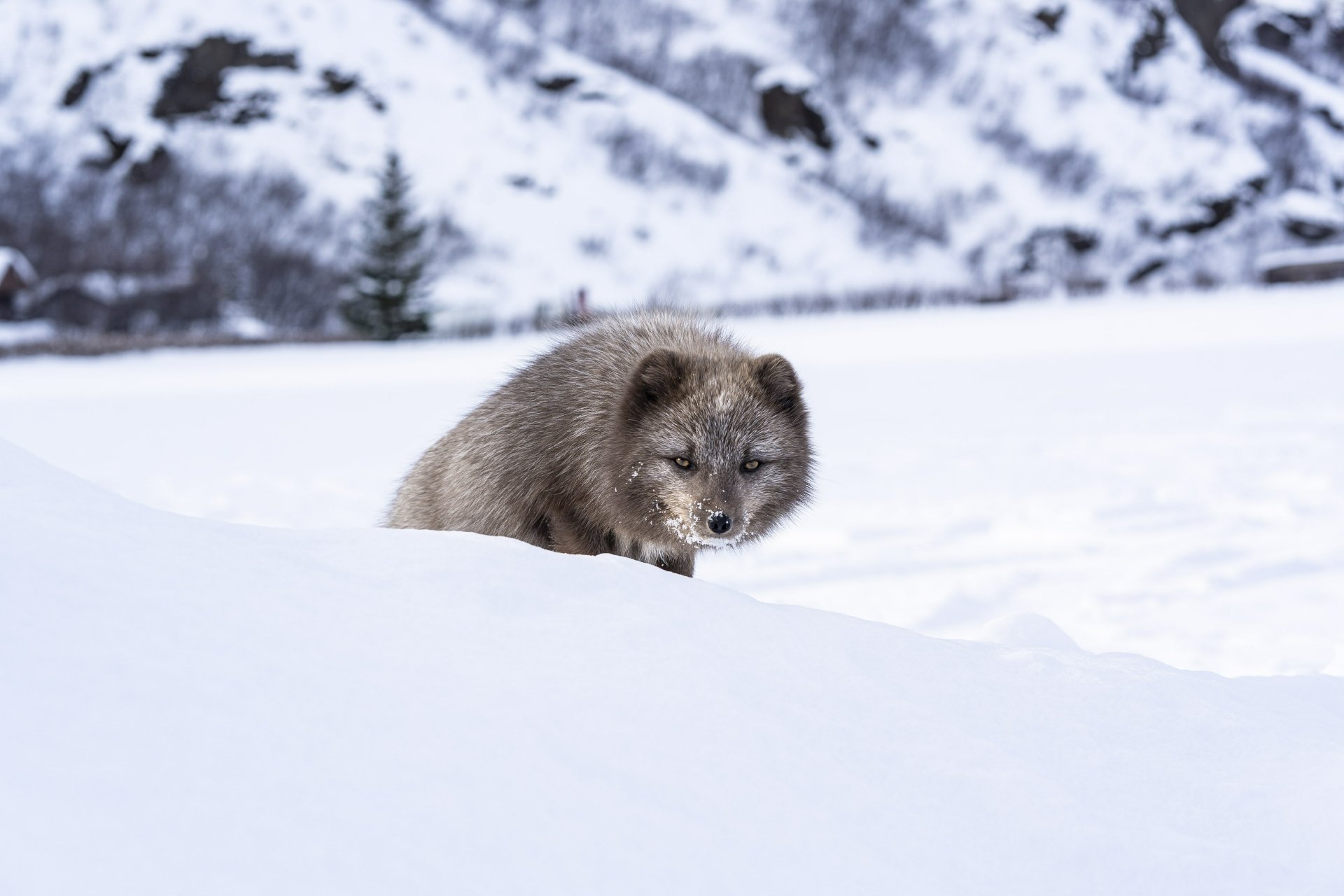 Download Snow Winter Animal Arctic Fox 4k Ultra HD Wallpaper by Jonatan Pie