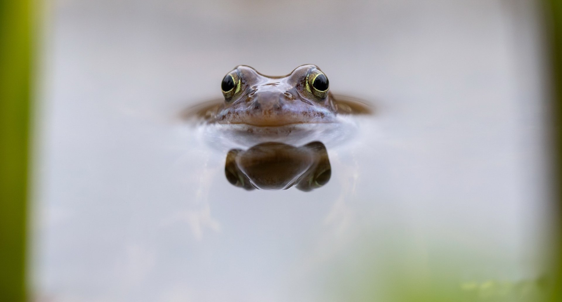 Frog HD Wallpaper