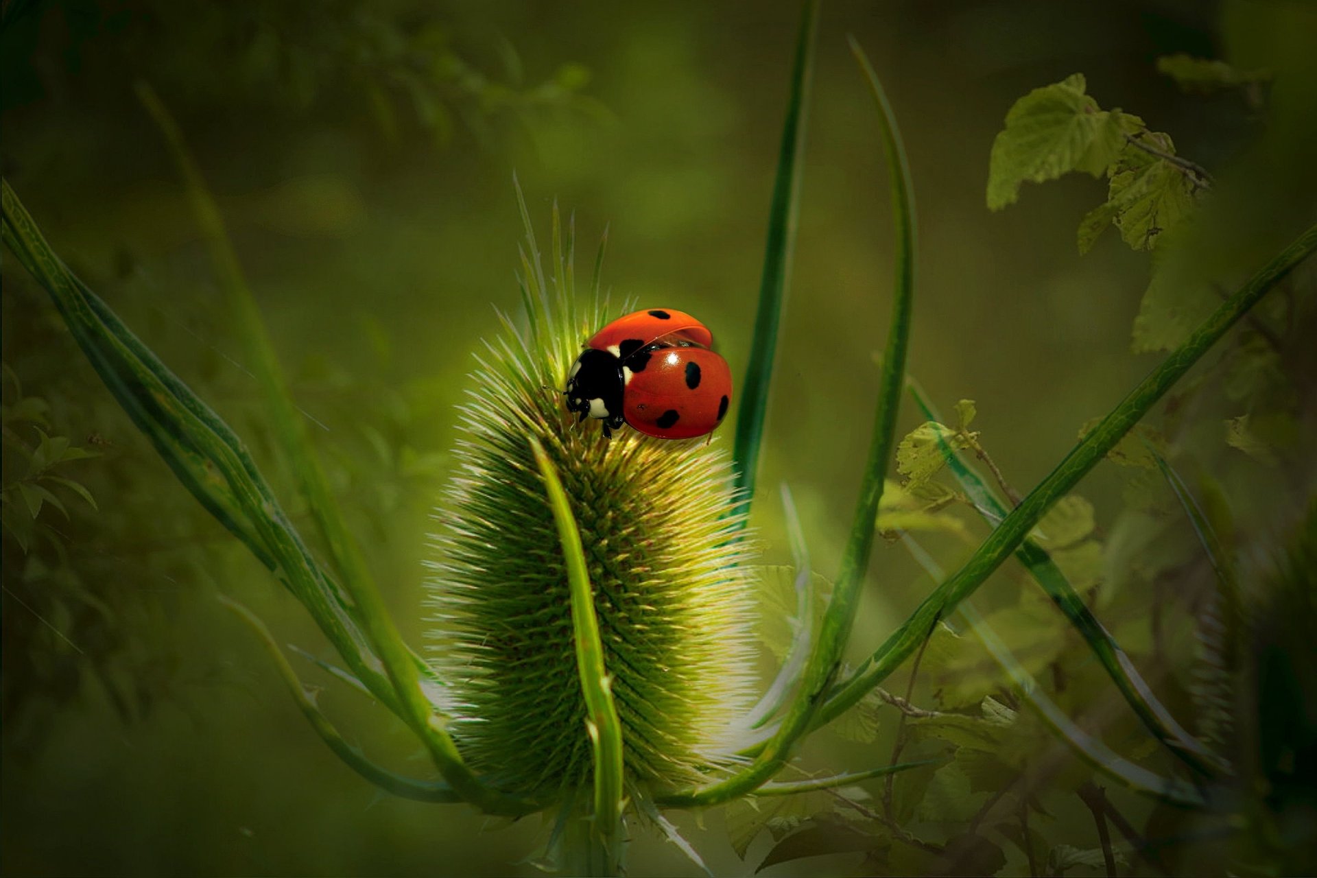 Animal Ladybug HD Wallpaper
