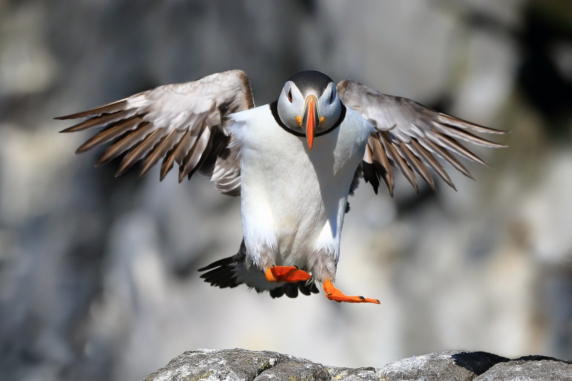 Puffin HD Wallpaper