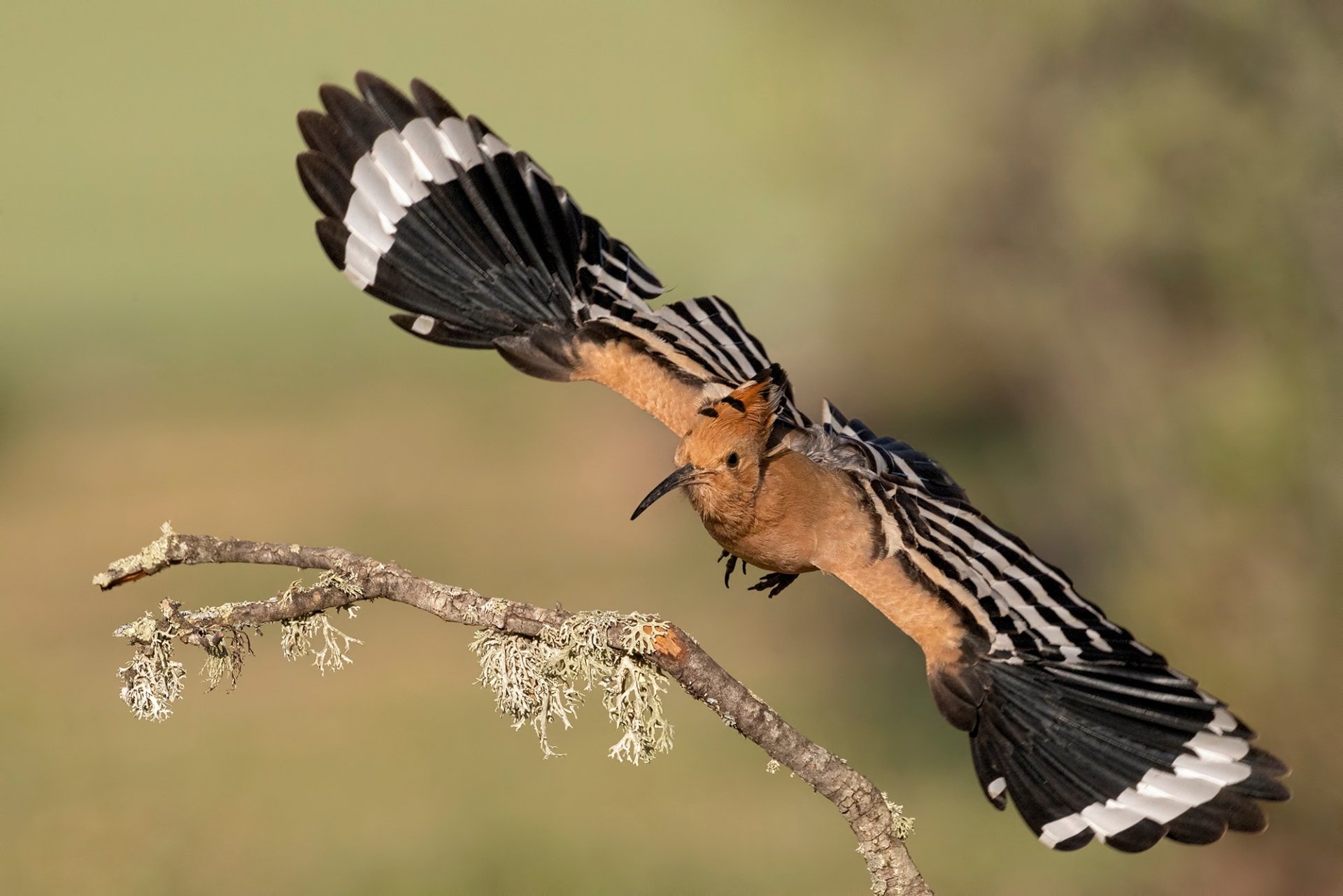 Download Bird Animal Hoopoe HD Wallpaper
