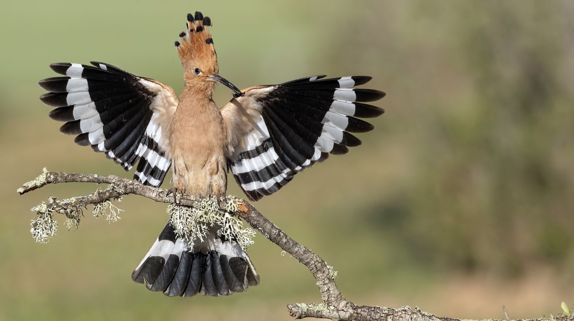 Download Bird Animal Hoopoe HD Wallpaper