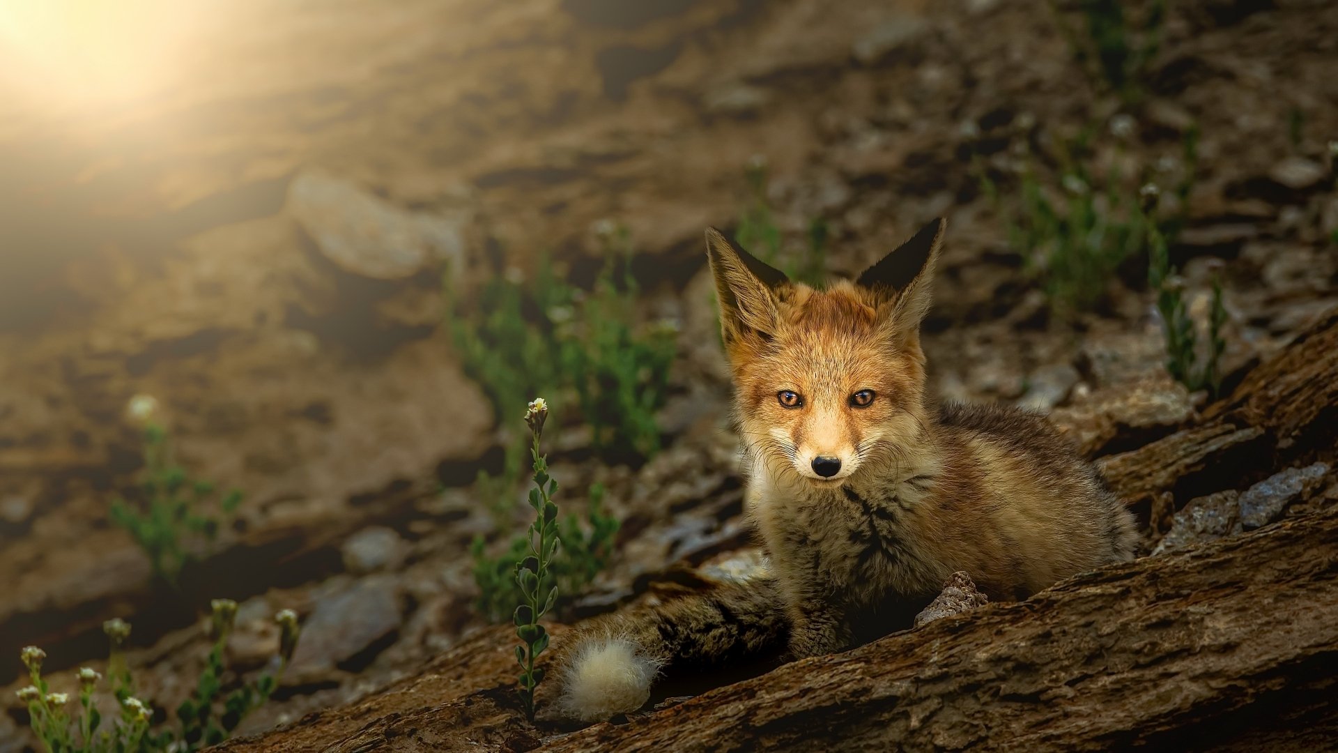 Download Cub Baby Animal Animal Fox 4k Ultra HD Wallpaper