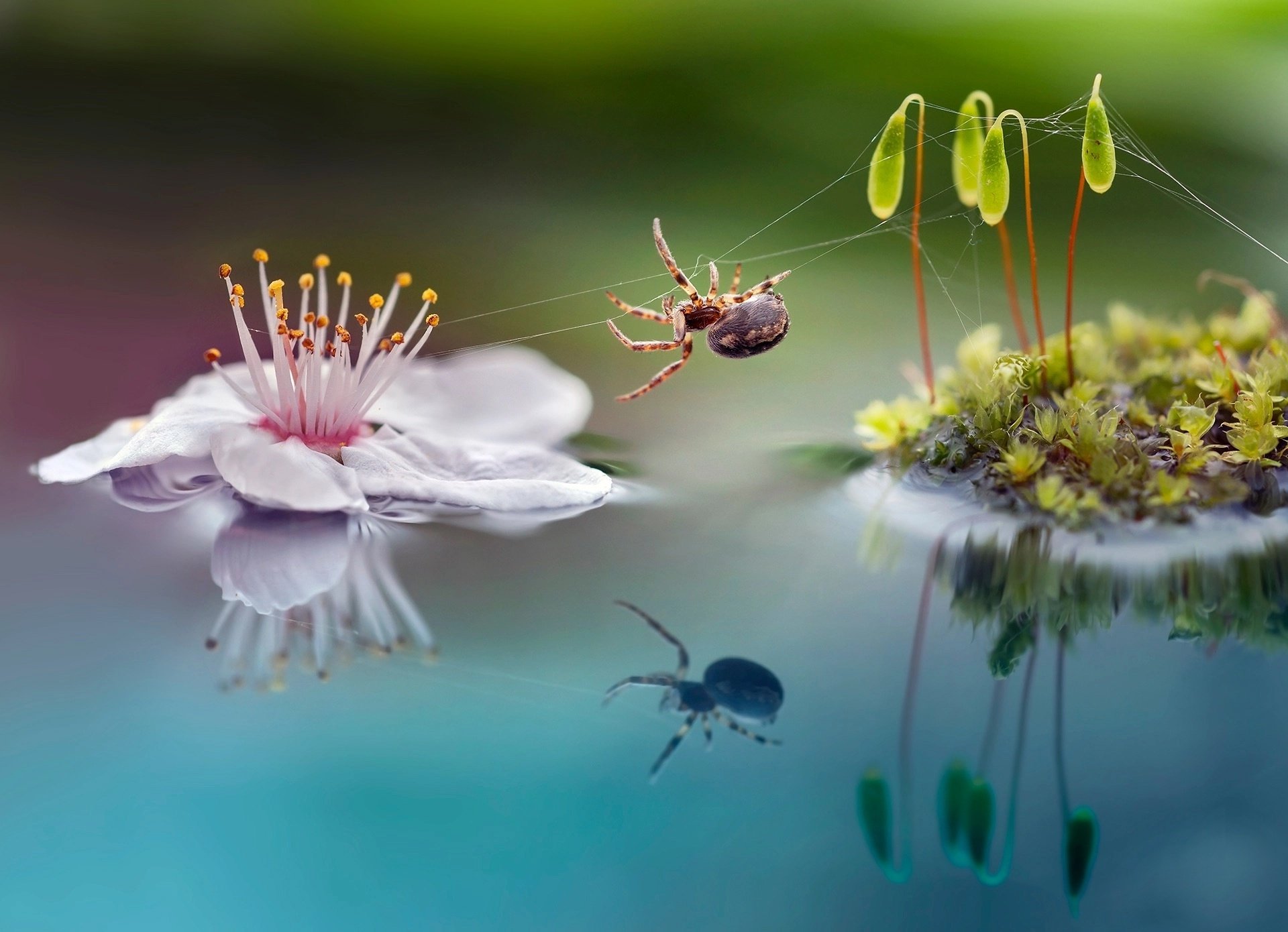 Delicate Macro Spider & Insect Reflection on Vibrant Flower – HD Nature ...