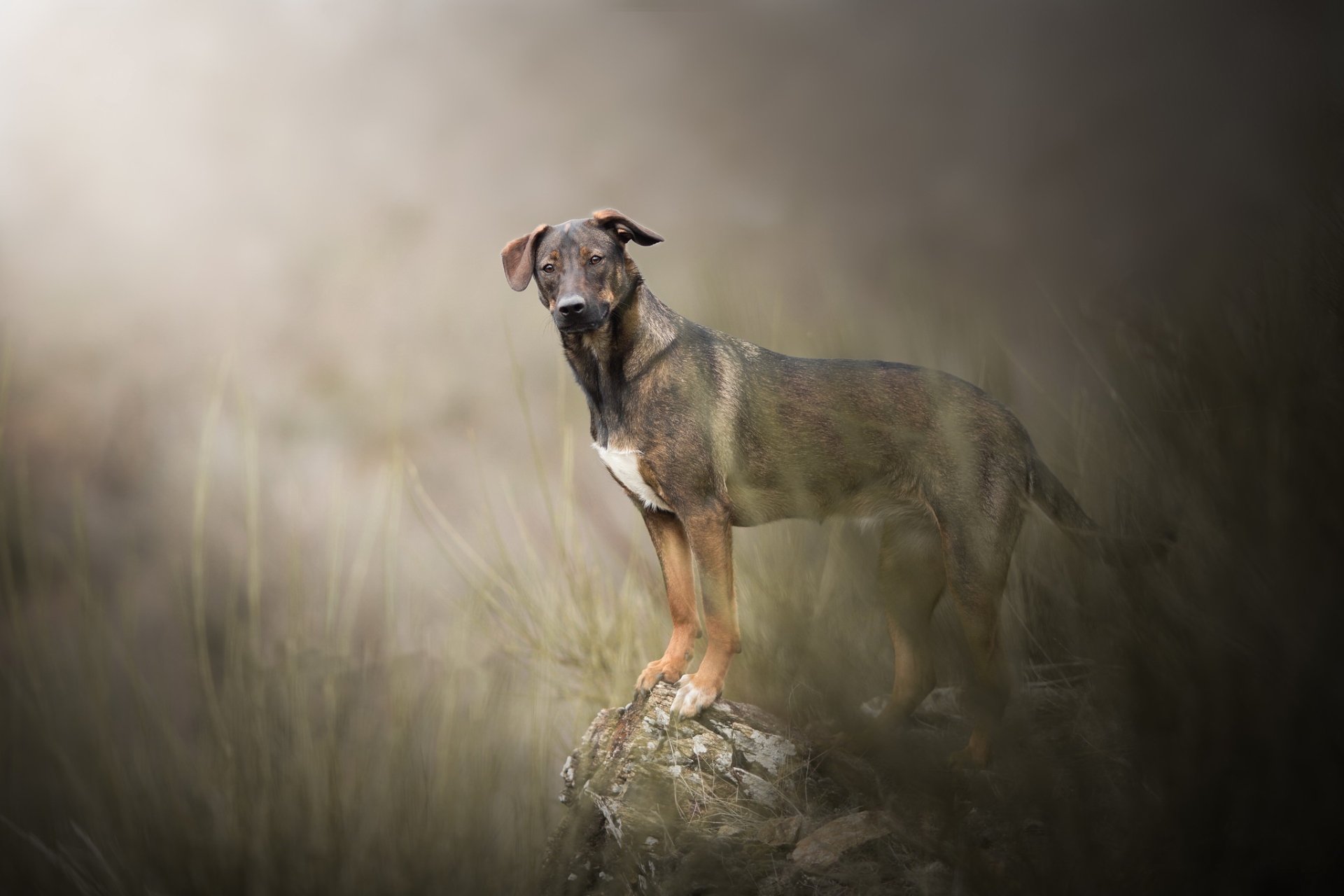 Download Animal Dog HD Wallpaper | 2048x1365 | Wallpaper Abyss