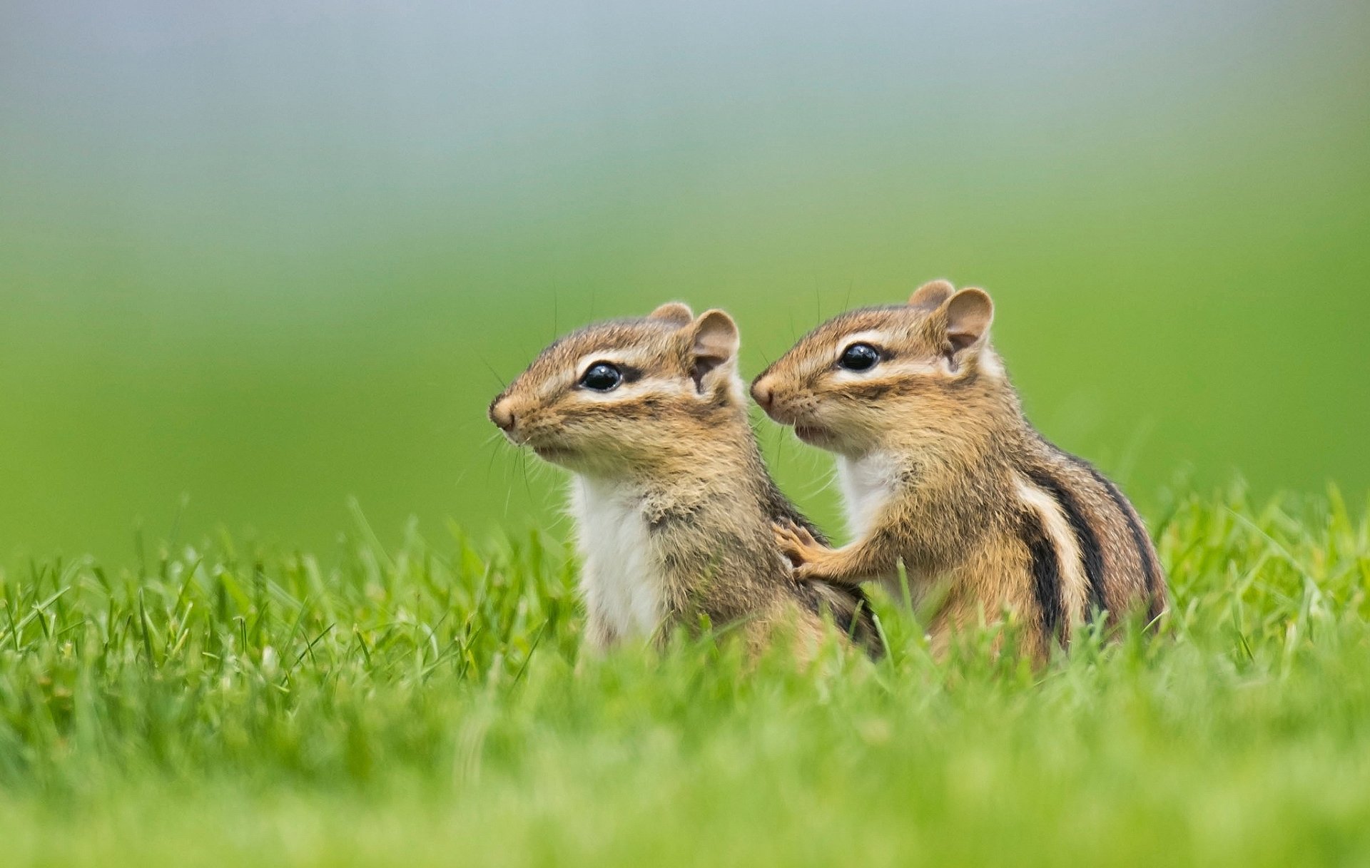 Chipmunks Wallpapers