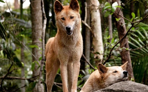 Australian Dingo HD Wallpaper | Background Image | 1920x1080 | ID ...