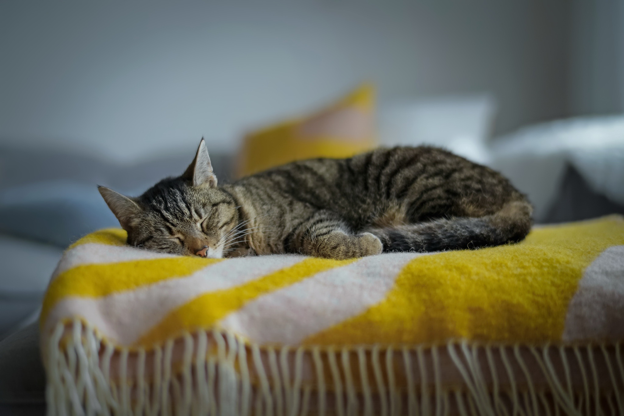 Download Sleeping Animal Cat HD Wallpaper
