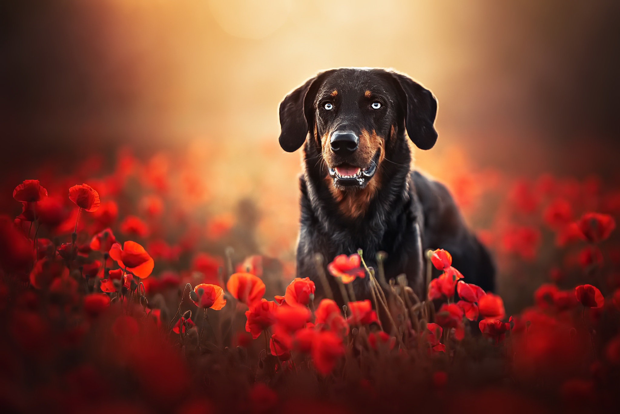 Dogs Wallpaper 2048x1152