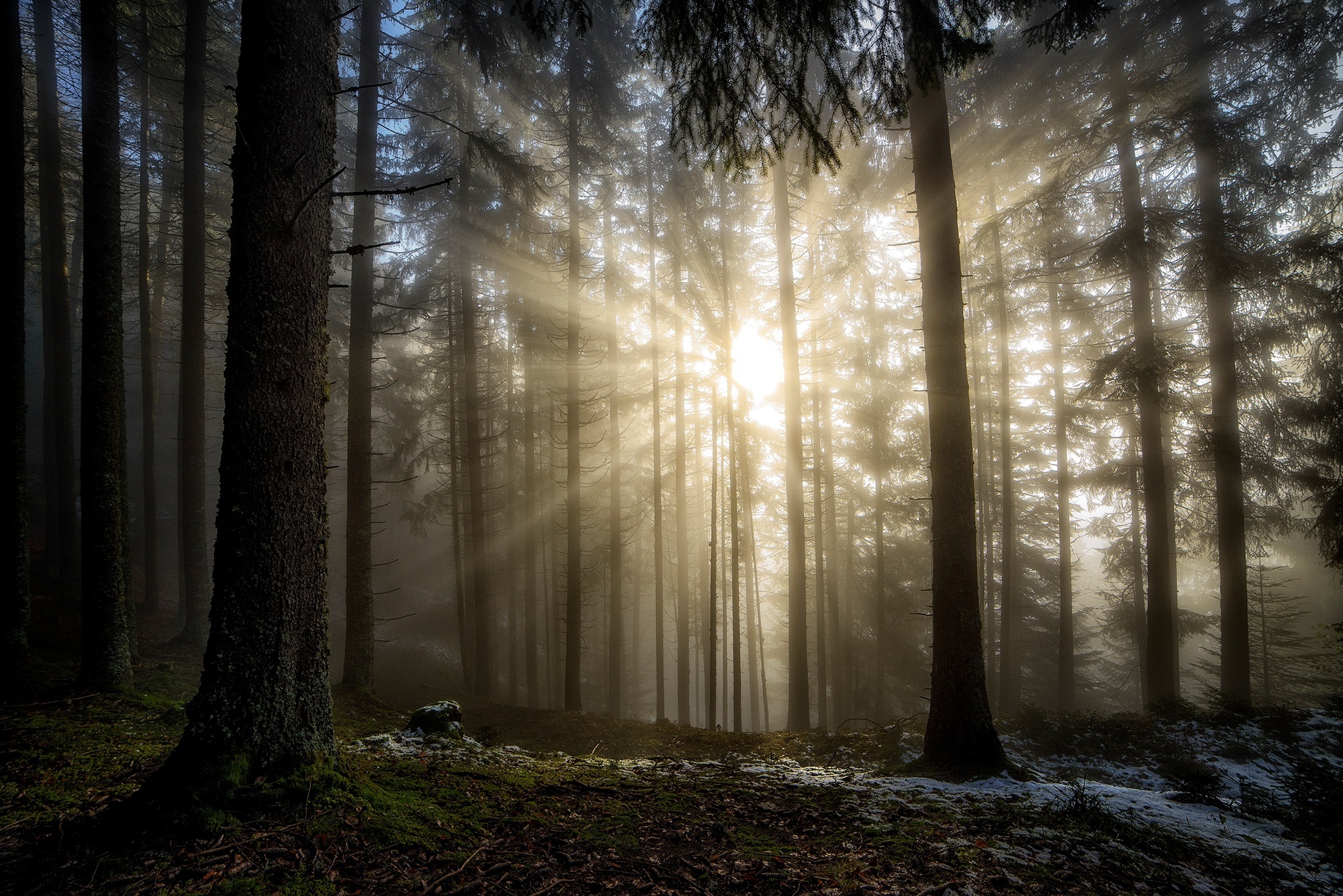 Download Forest Nature Sunbeam HD Wallpaper