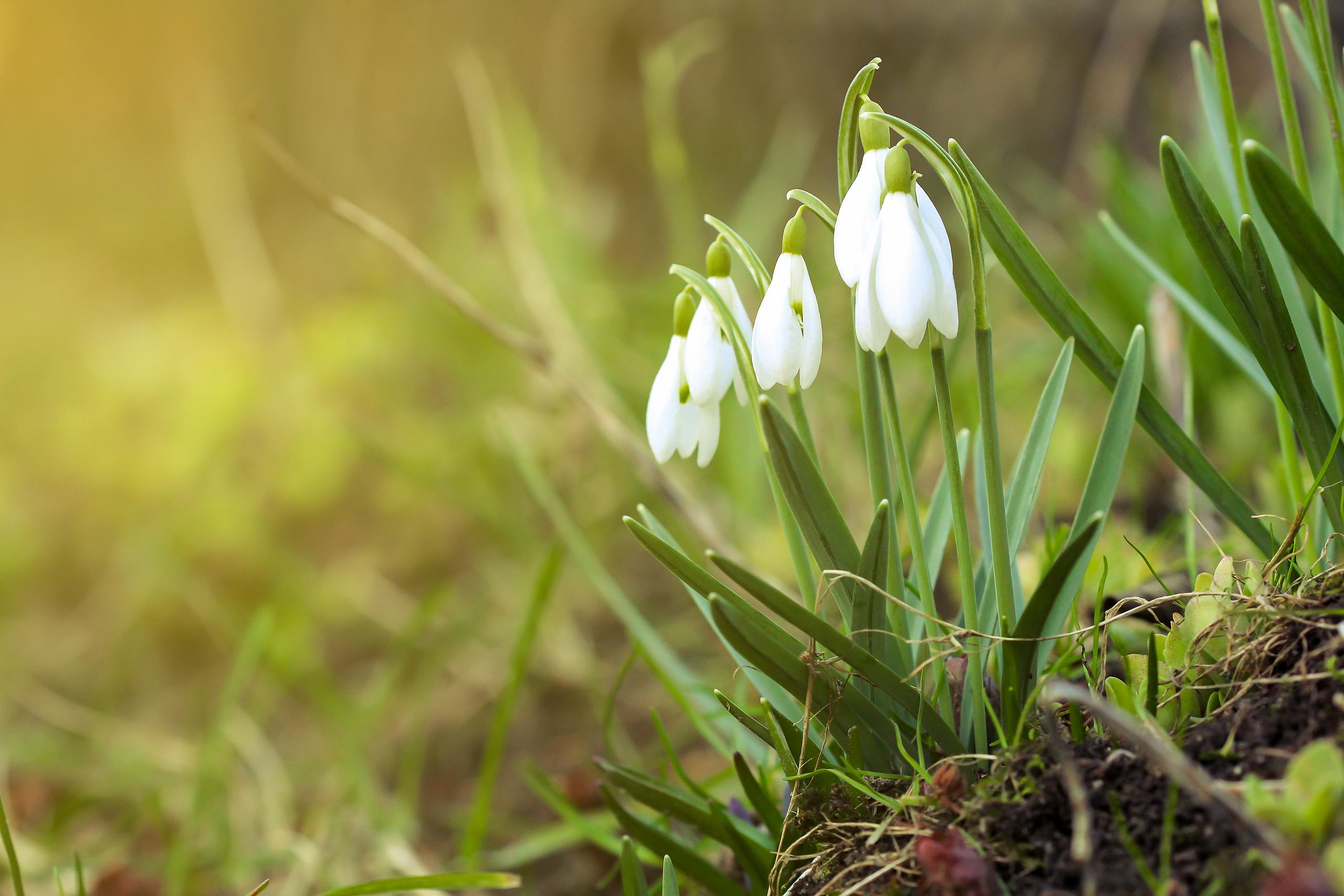 Snowdrop HD Wallpaper