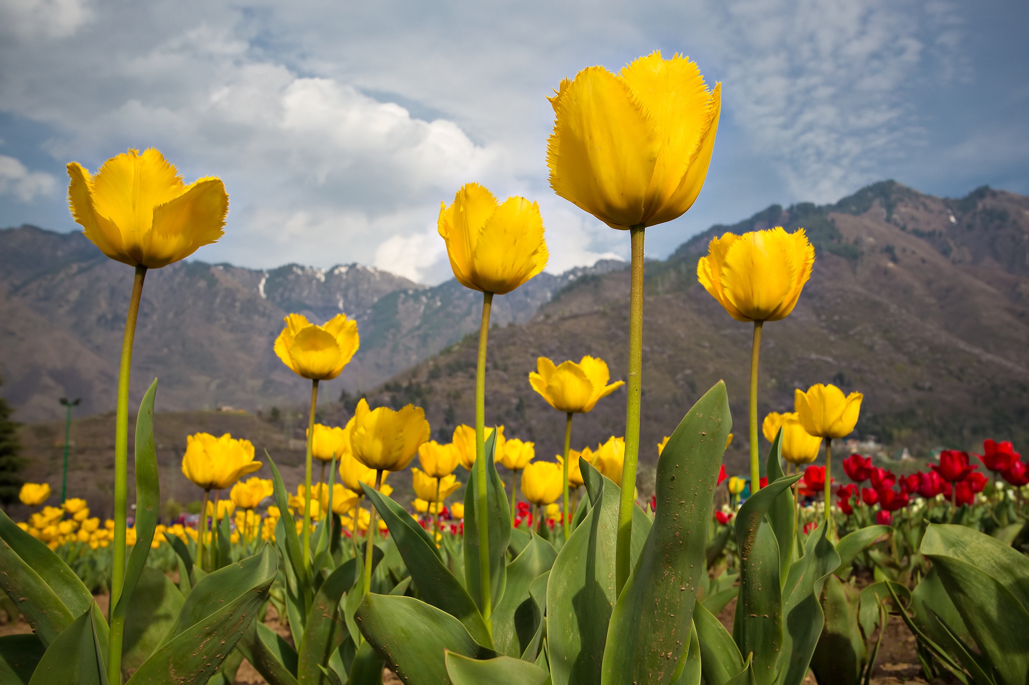 Download Nature Tulip HD Wallpaper