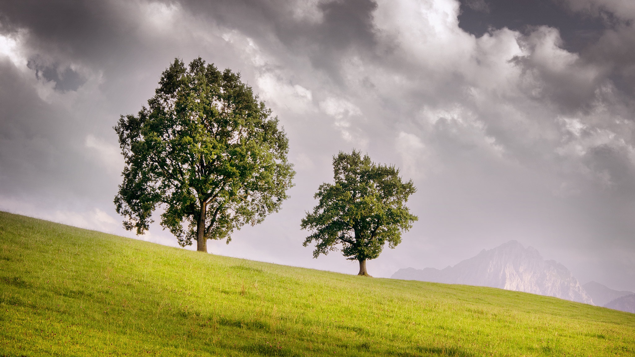 Download Nature Tree HD Wallpaper