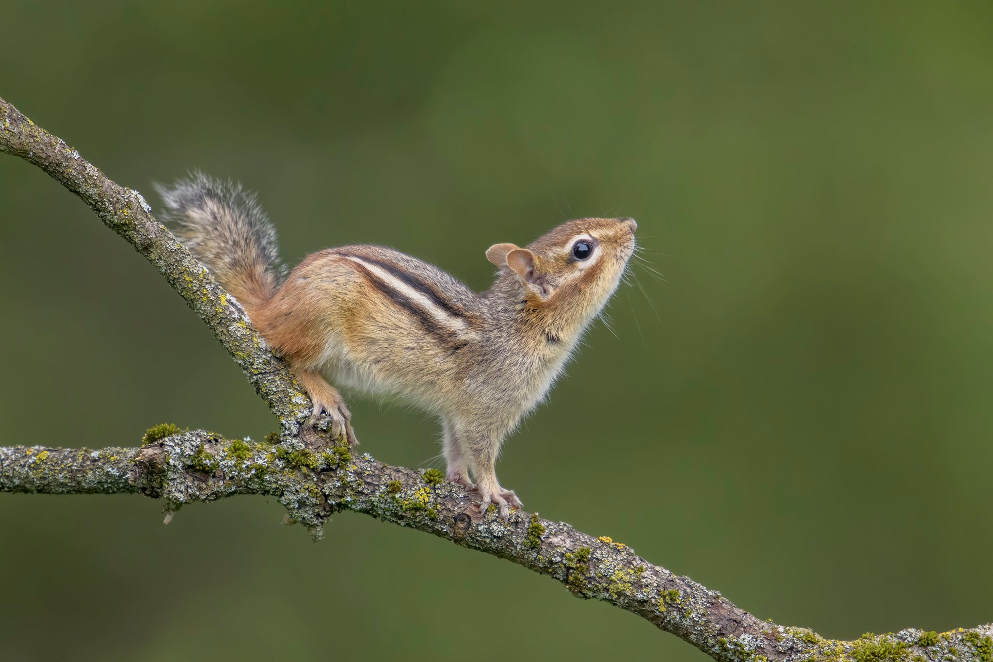 Download Rodent Branch Animal Chipmunk HD Wallpaper