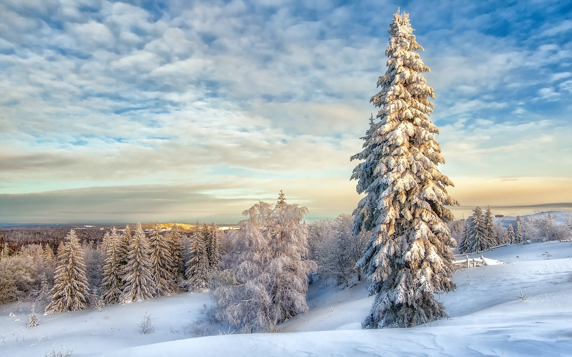 Download Snow Forest Tree Nature Winter HD Wallpaper