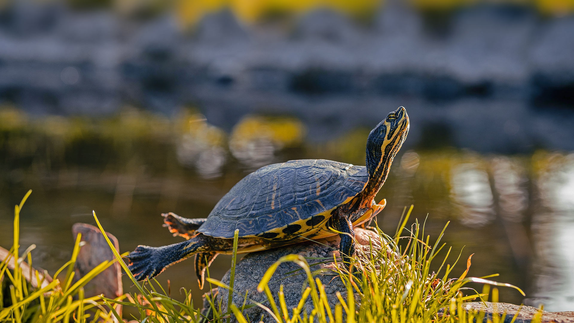 Turtles Simple Background 1920x1200