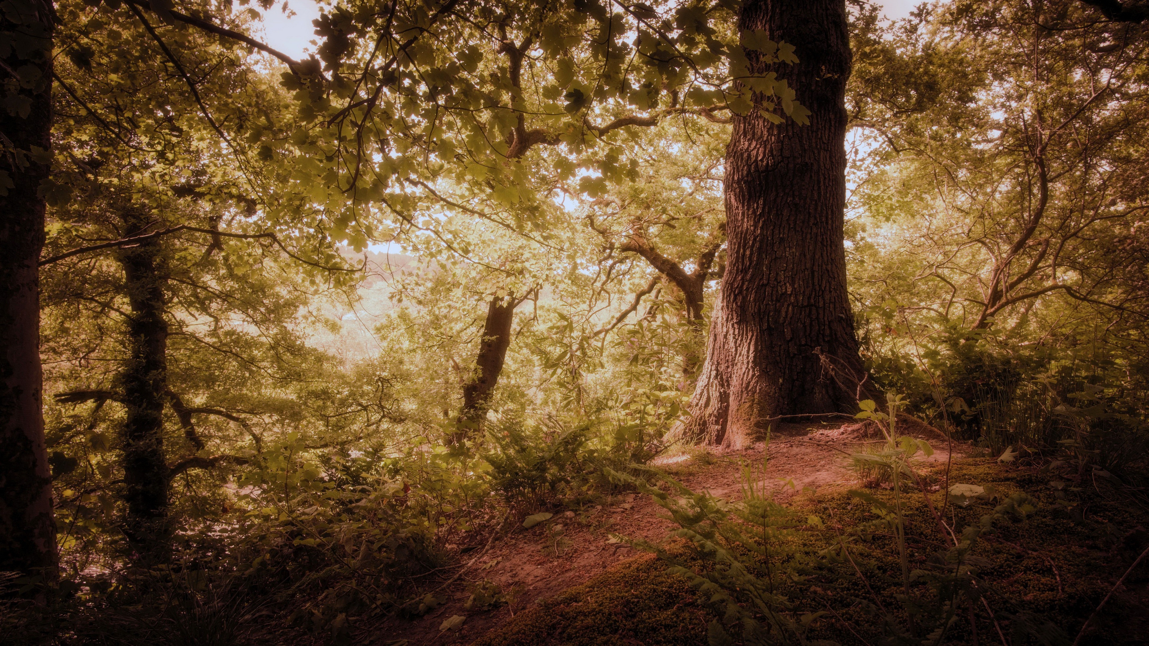 4K Ultra HD Enchanted Forest: Nature’s Tranquil Haven