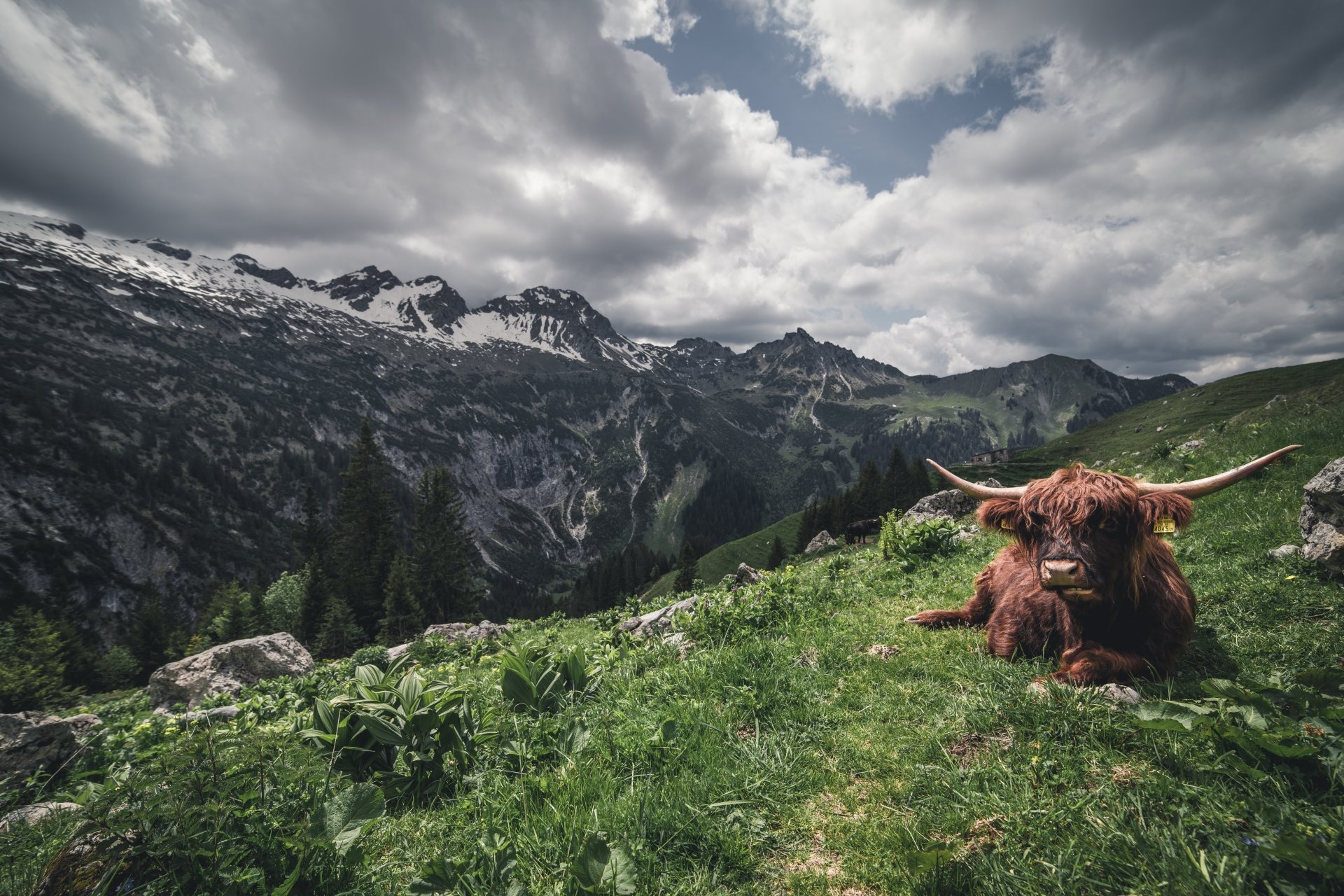 Download Animal Cow 8k Ultra HD Wallpaper