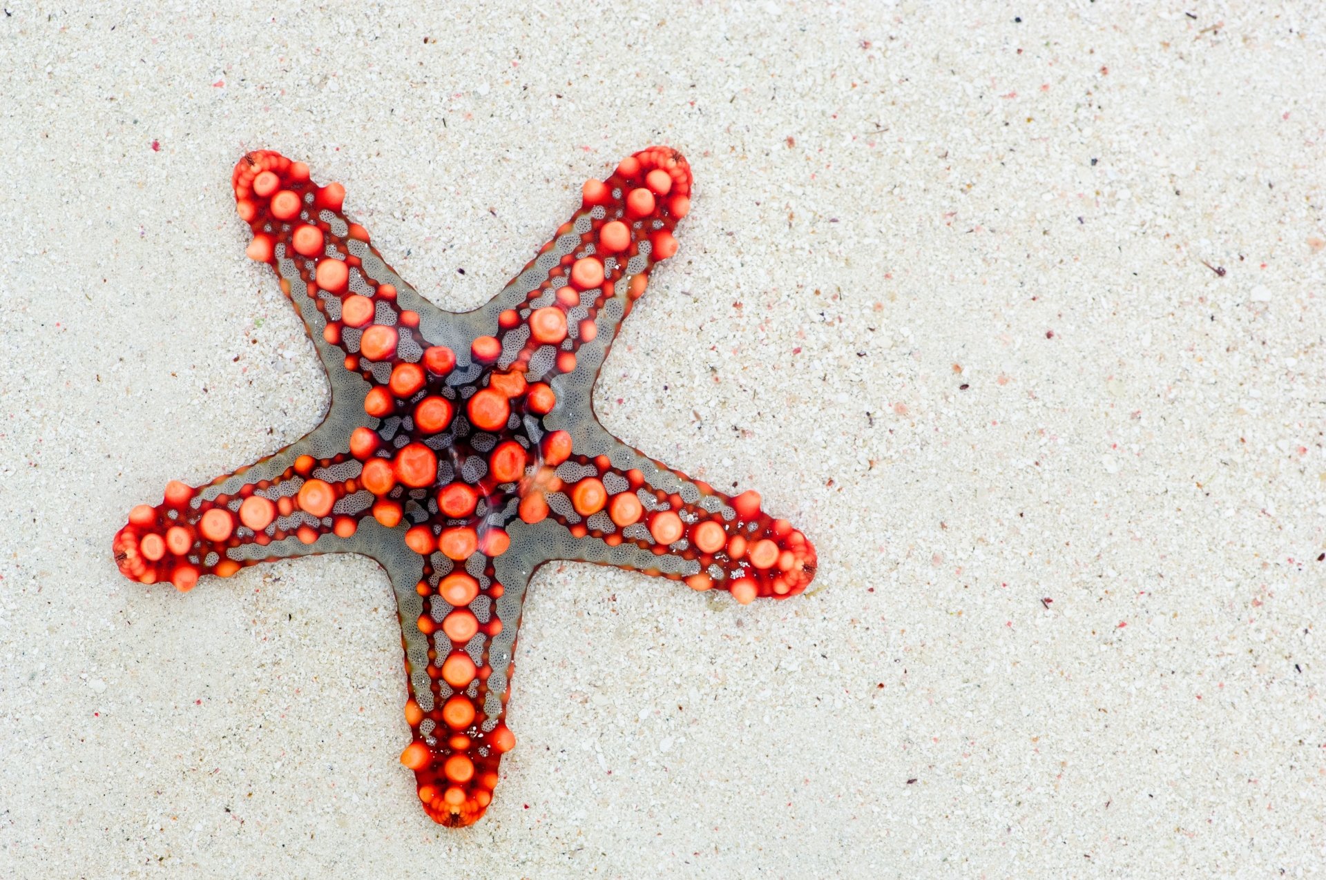 Download Animal Starfish 4k Ultra HD Wallpaper