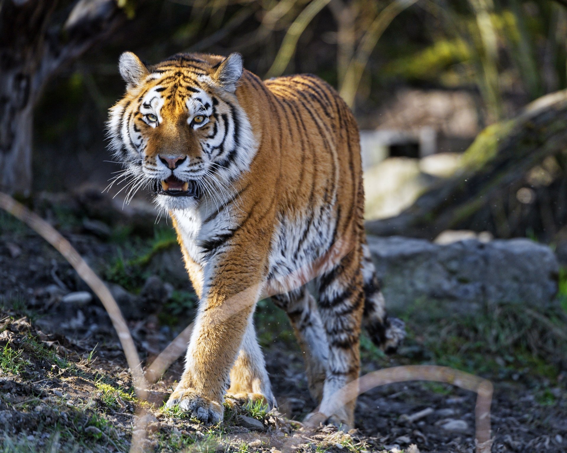4K Ultra HD Bengal Tiger — Majestic Stroll | 4096x3277 | Wallpaper Abyss