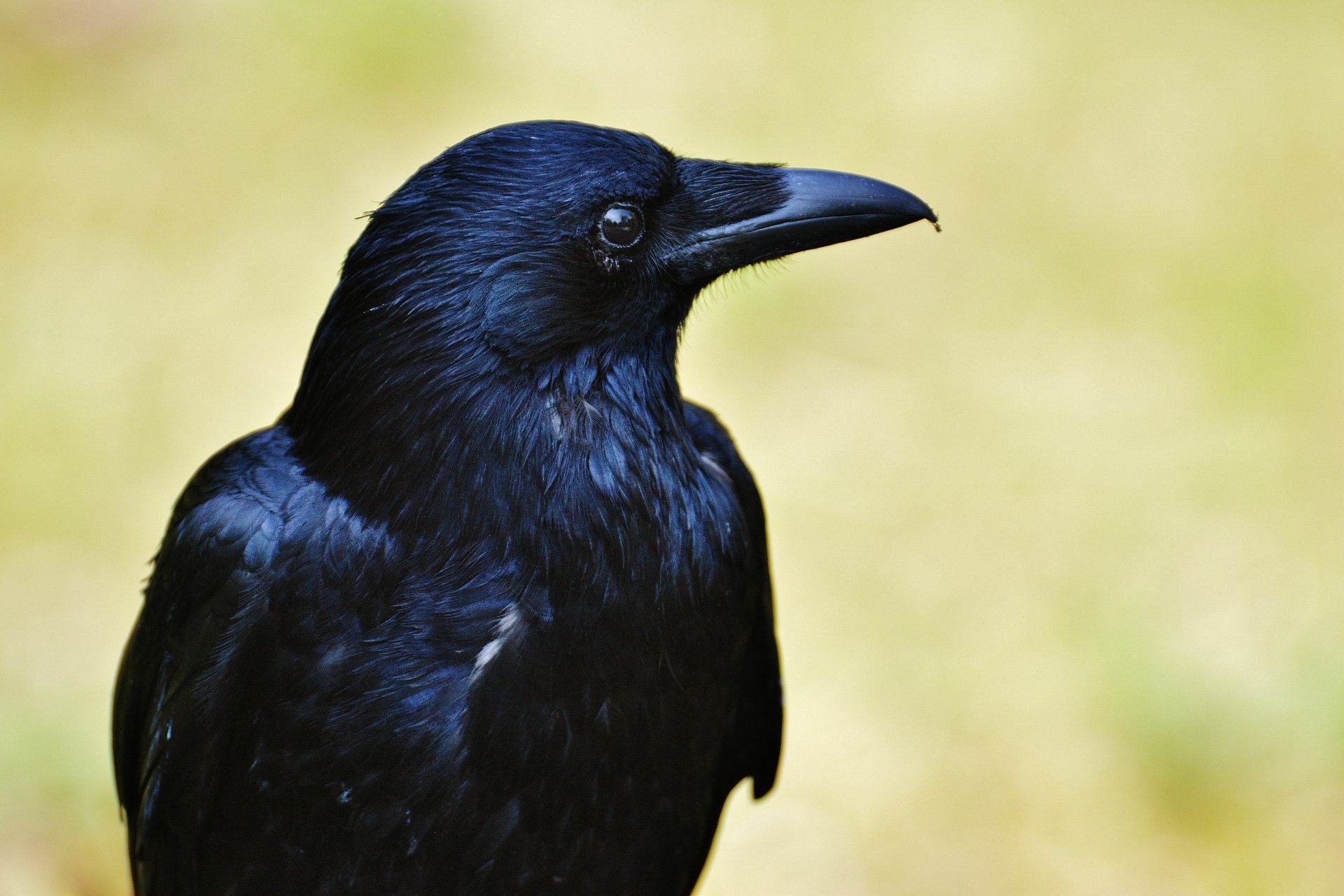 Download Close-up Bird Animal Crow 4k Ultra HD Wallpaper