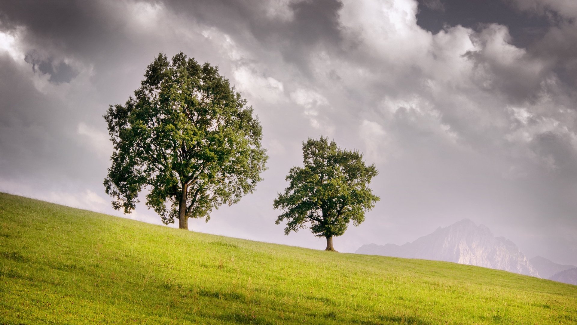 Download Nature Tree HD Wallpaper